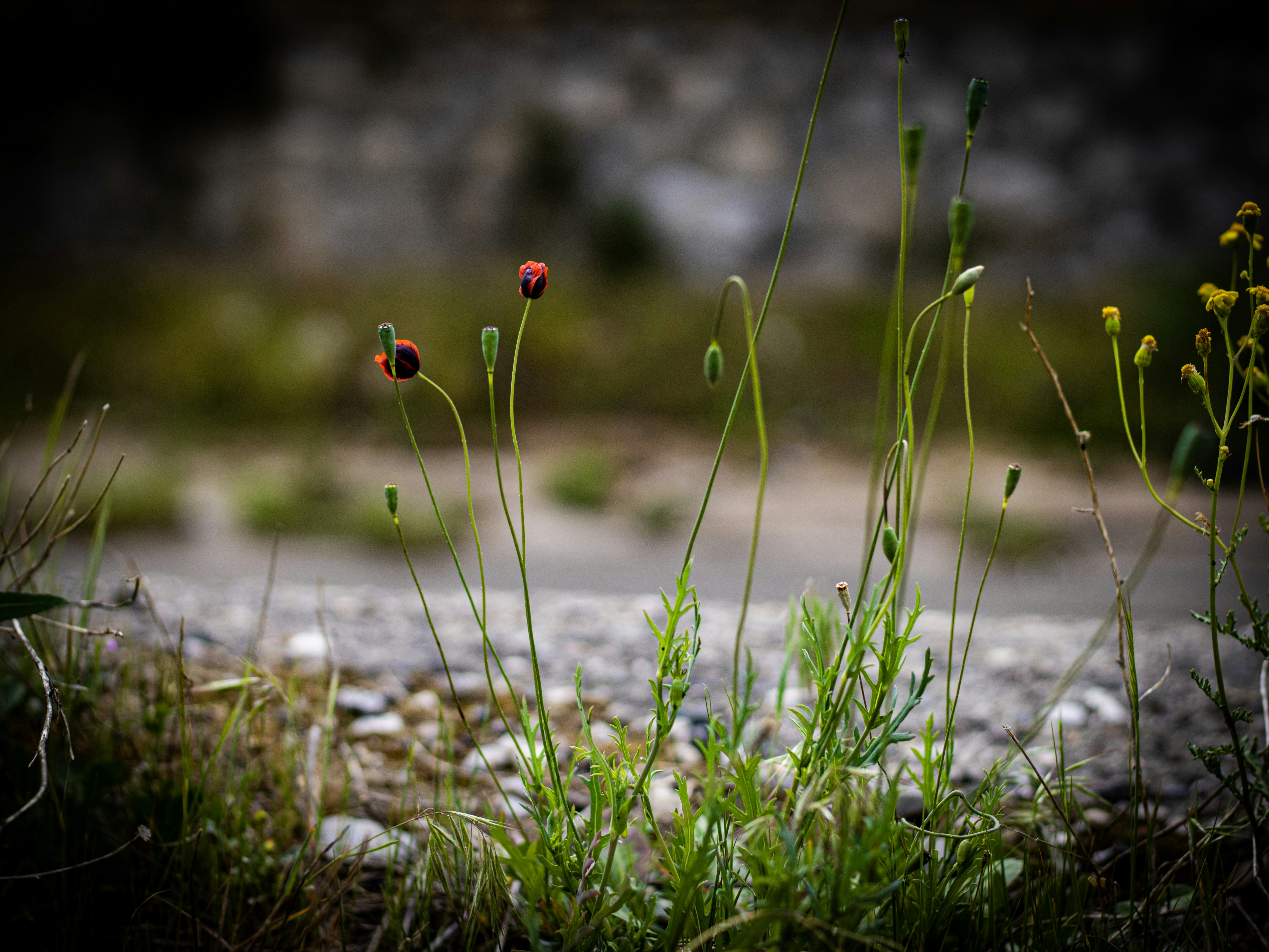 Tender Wildflowers Reaching Toward a Quiet Horizon
