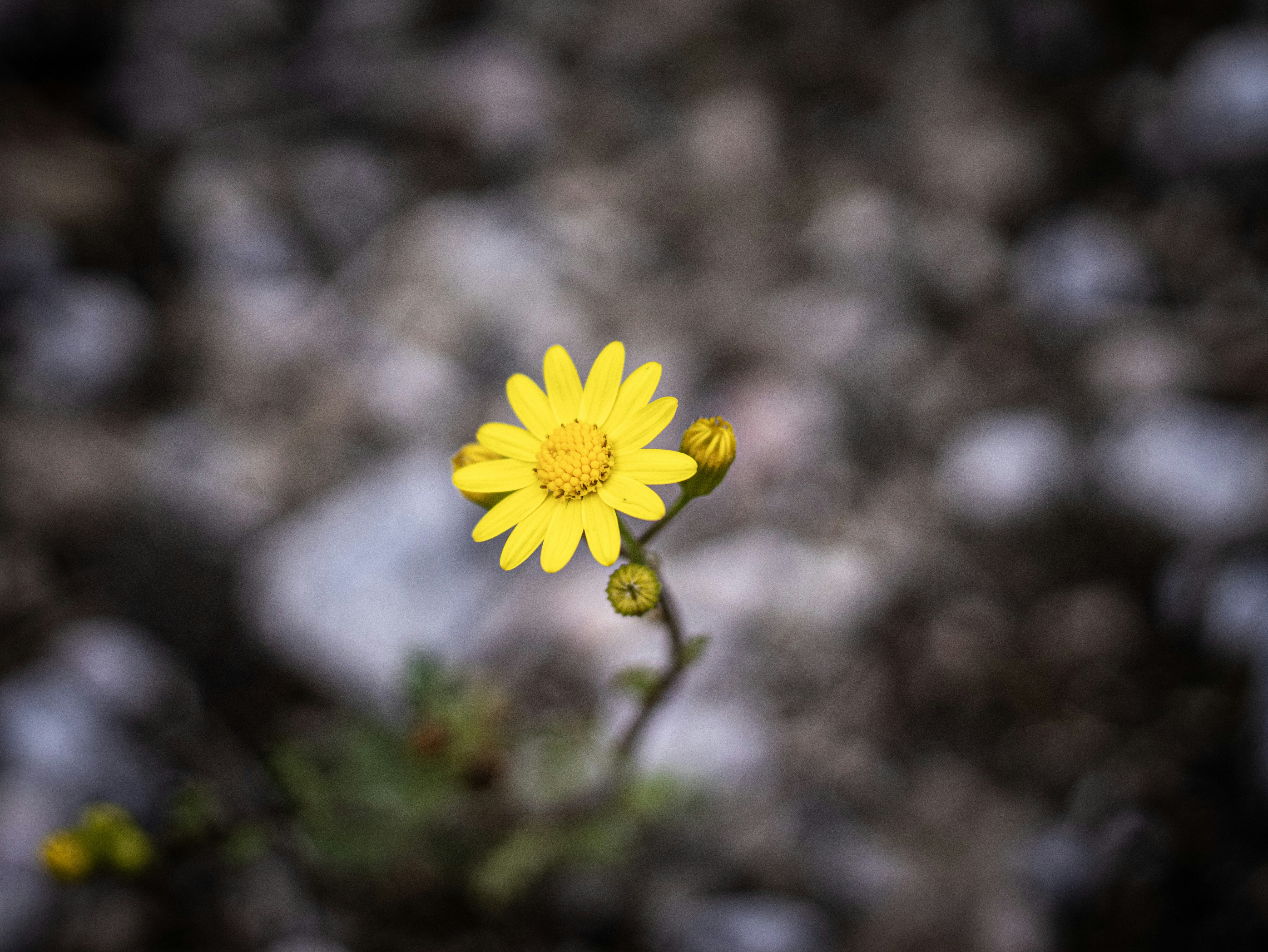 Verdant Spotlight: A Crisp Yellow Bloom in Soft Focus Garden Bed