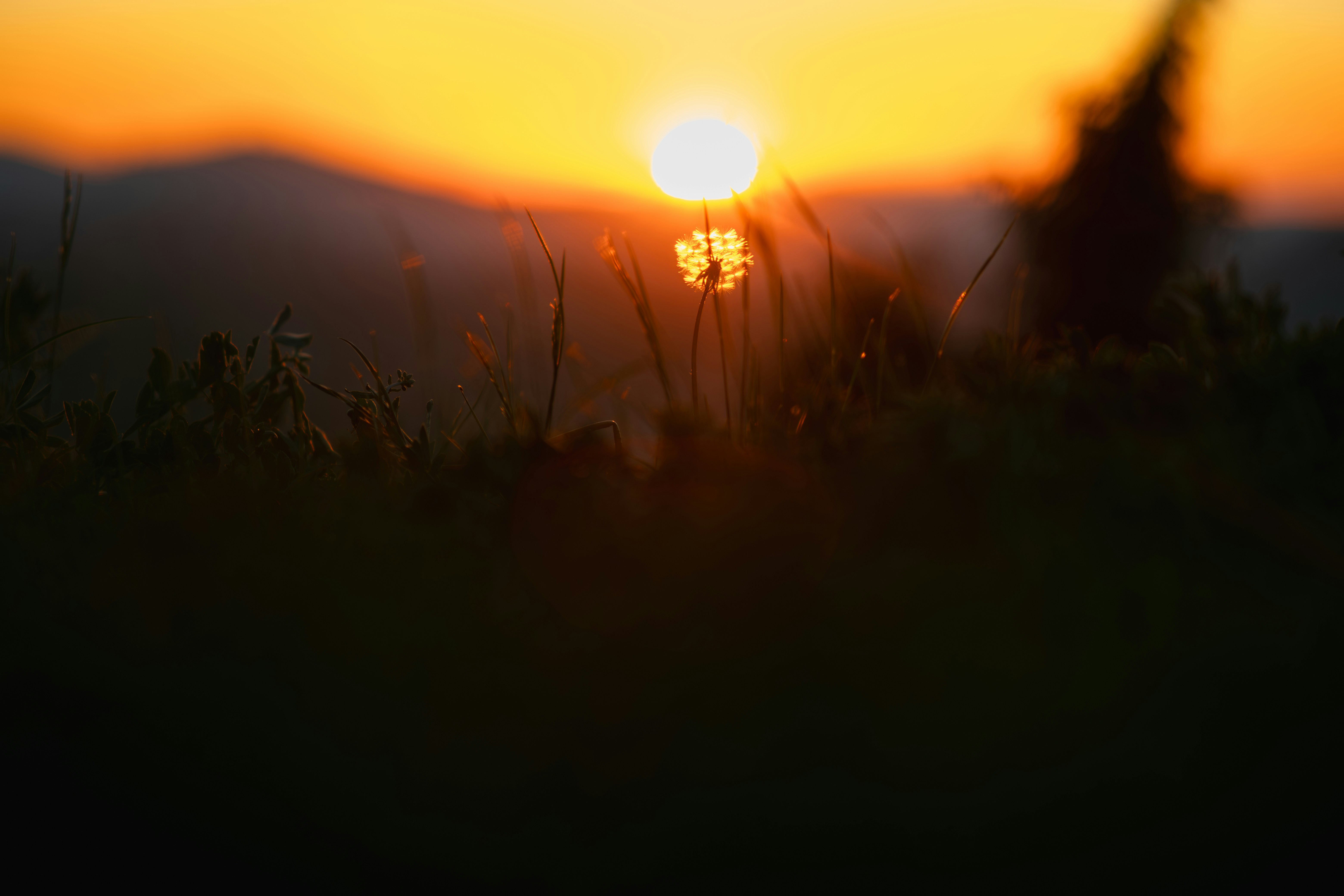 A dandelion silhouetted against a vibrant orange sunset.