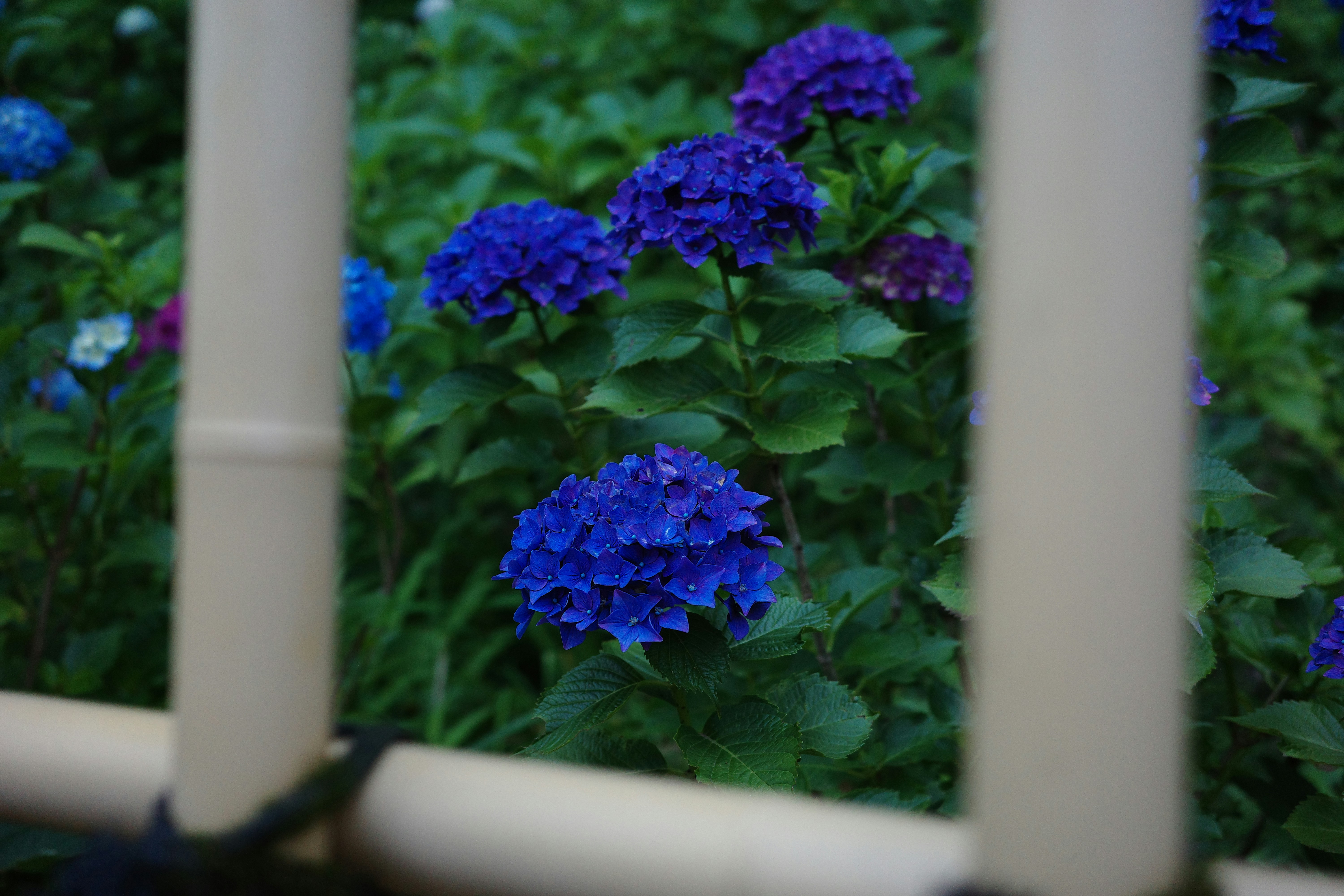 Blue hydrangea flowers blooming behind a bamboo fence.