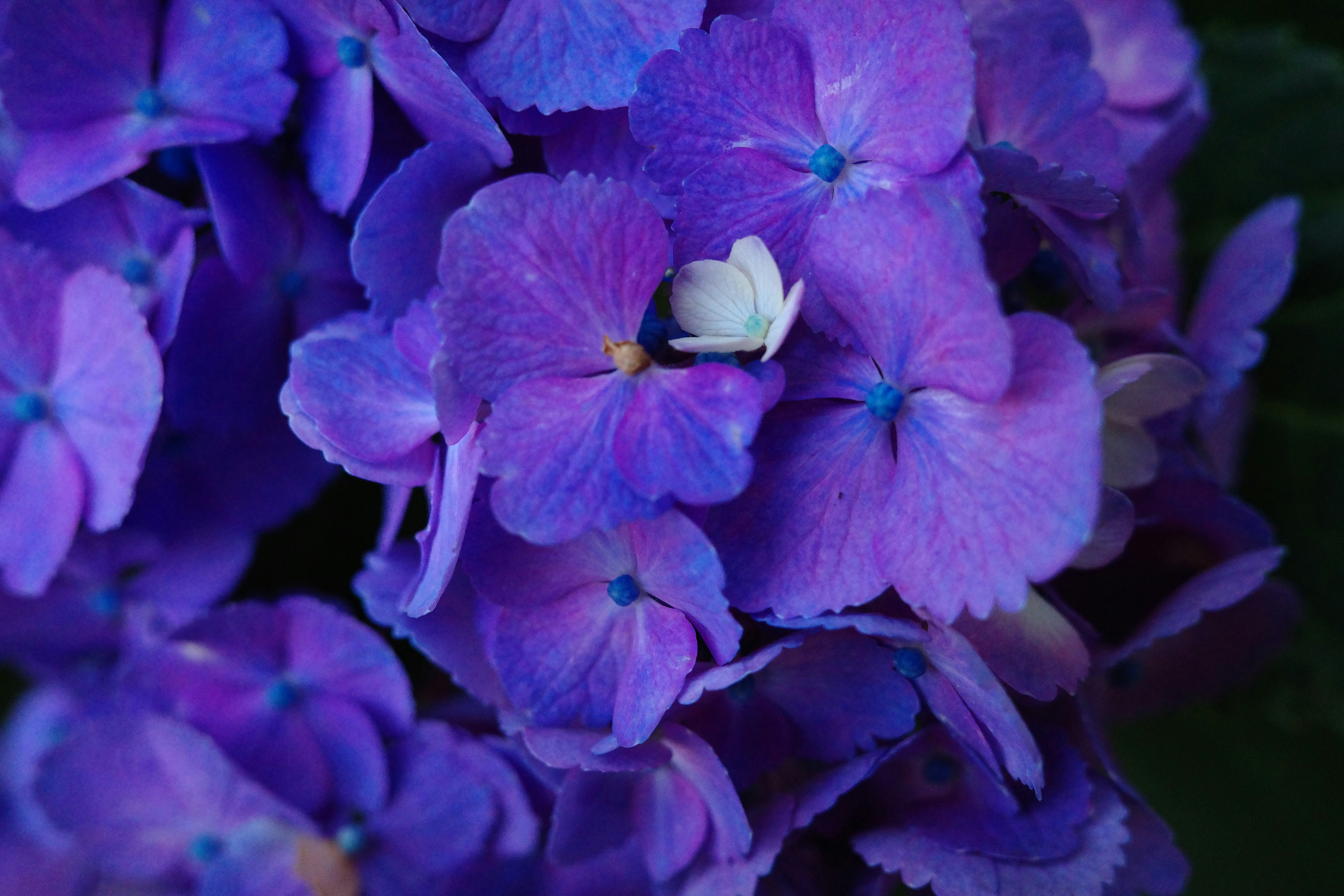 A small white snail rests on vibrant purple hydrangea flowers.