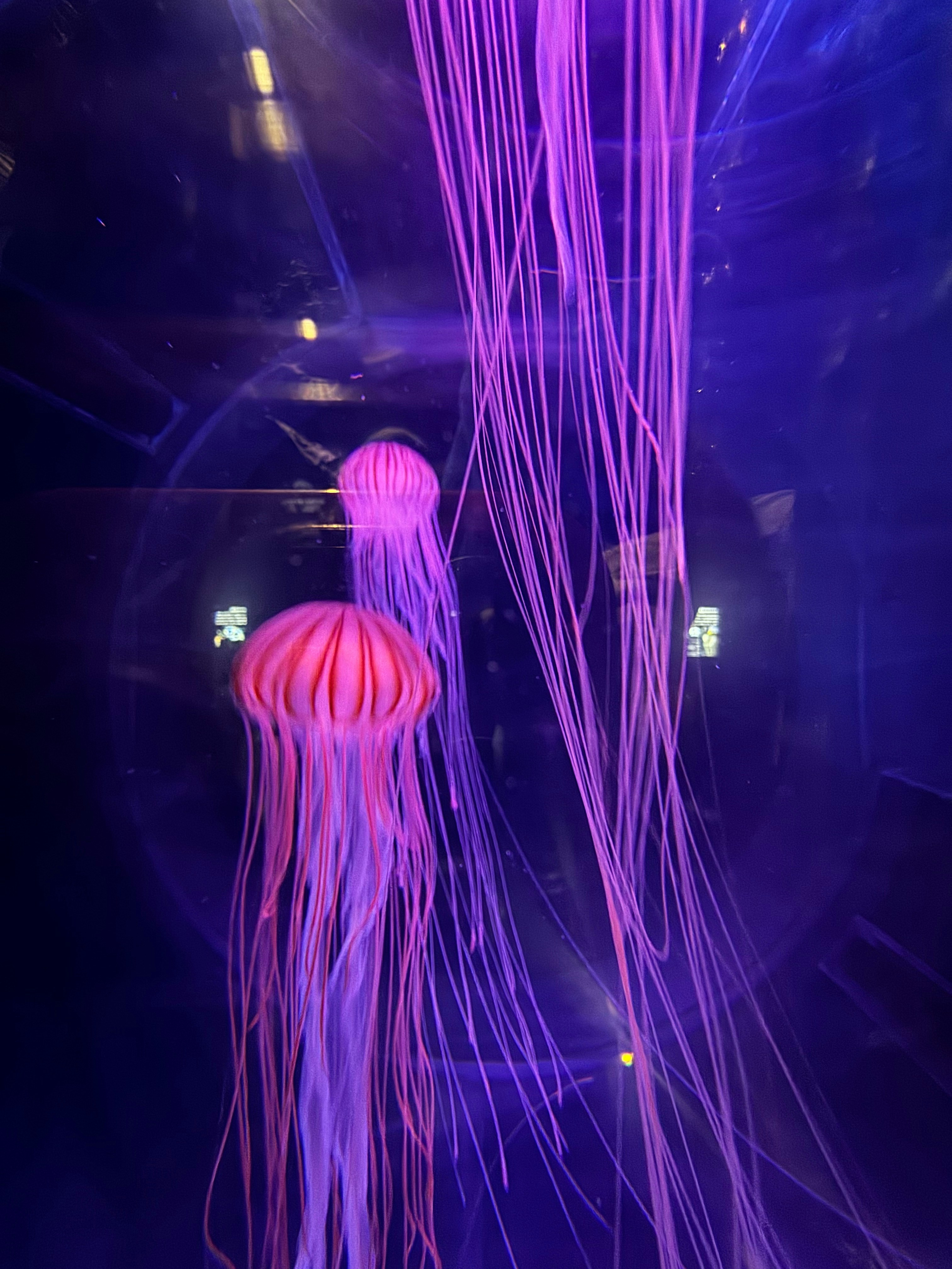Neon Jellyfish in a Violet Aquarium Glow