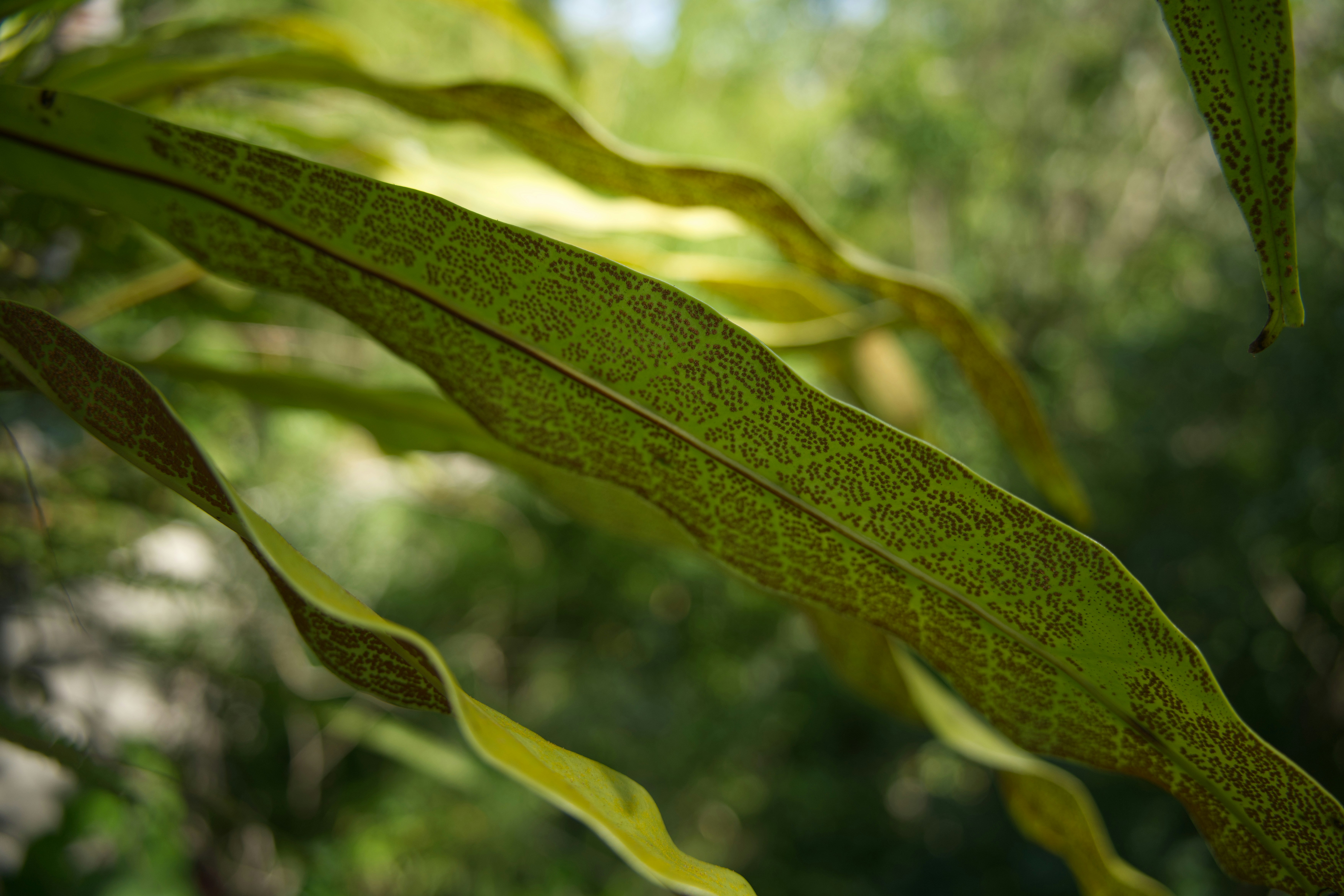 Veined Leaves in Focus: Macro Light Through Curved Foliage