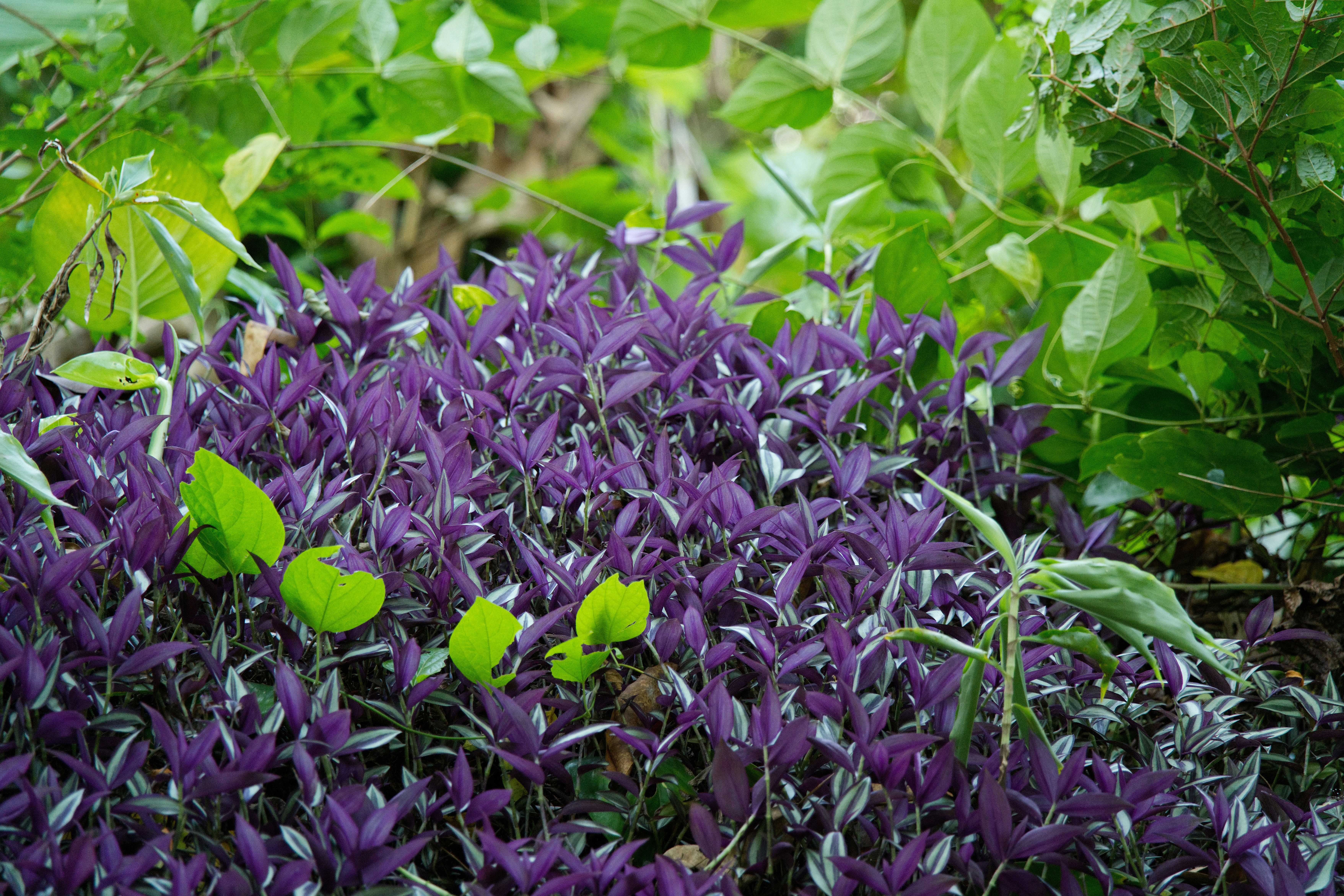 Midtone Violet Carpet: Purple Lua Plants at the Forest Floor
