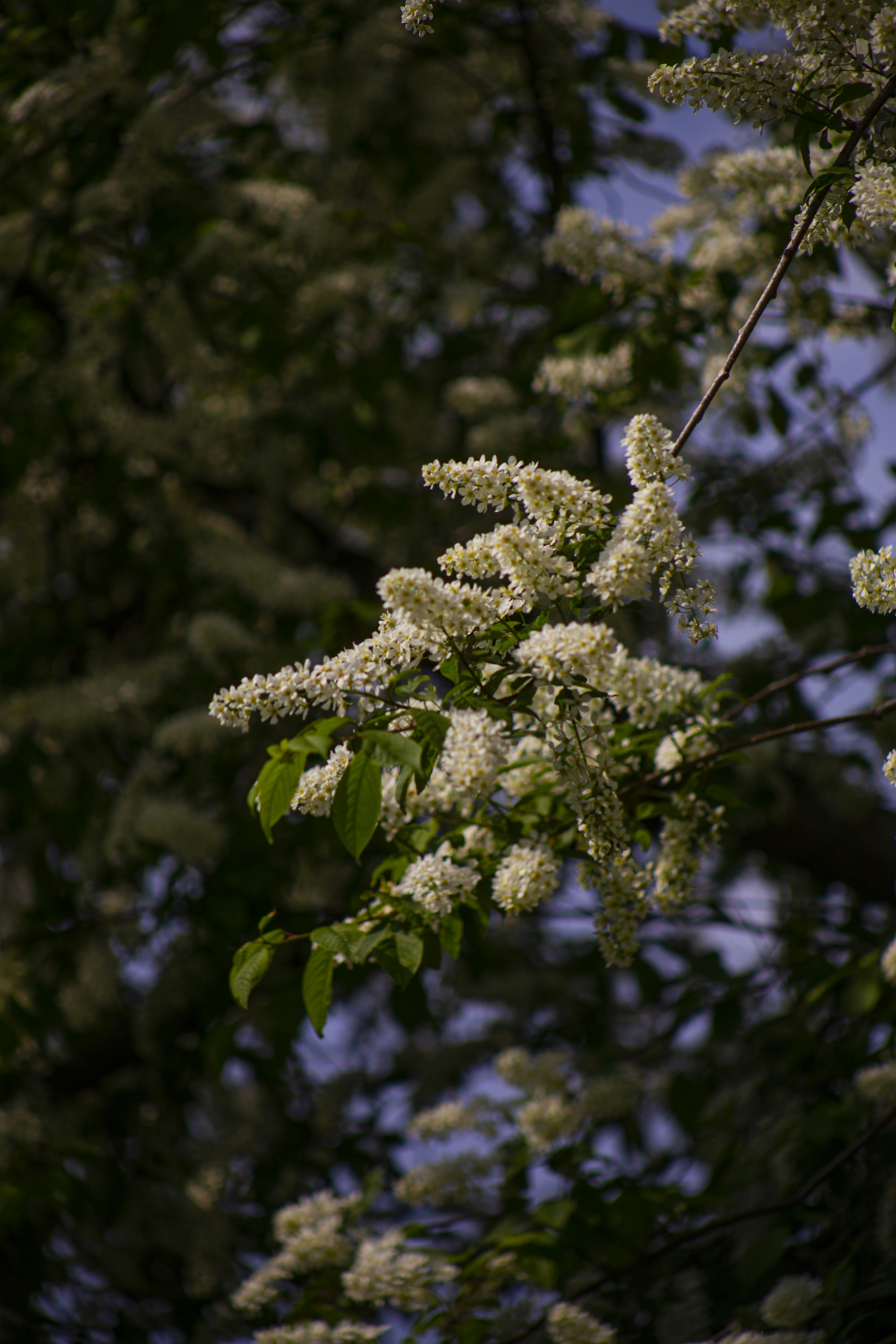 White blossom spray against a shaded canopy