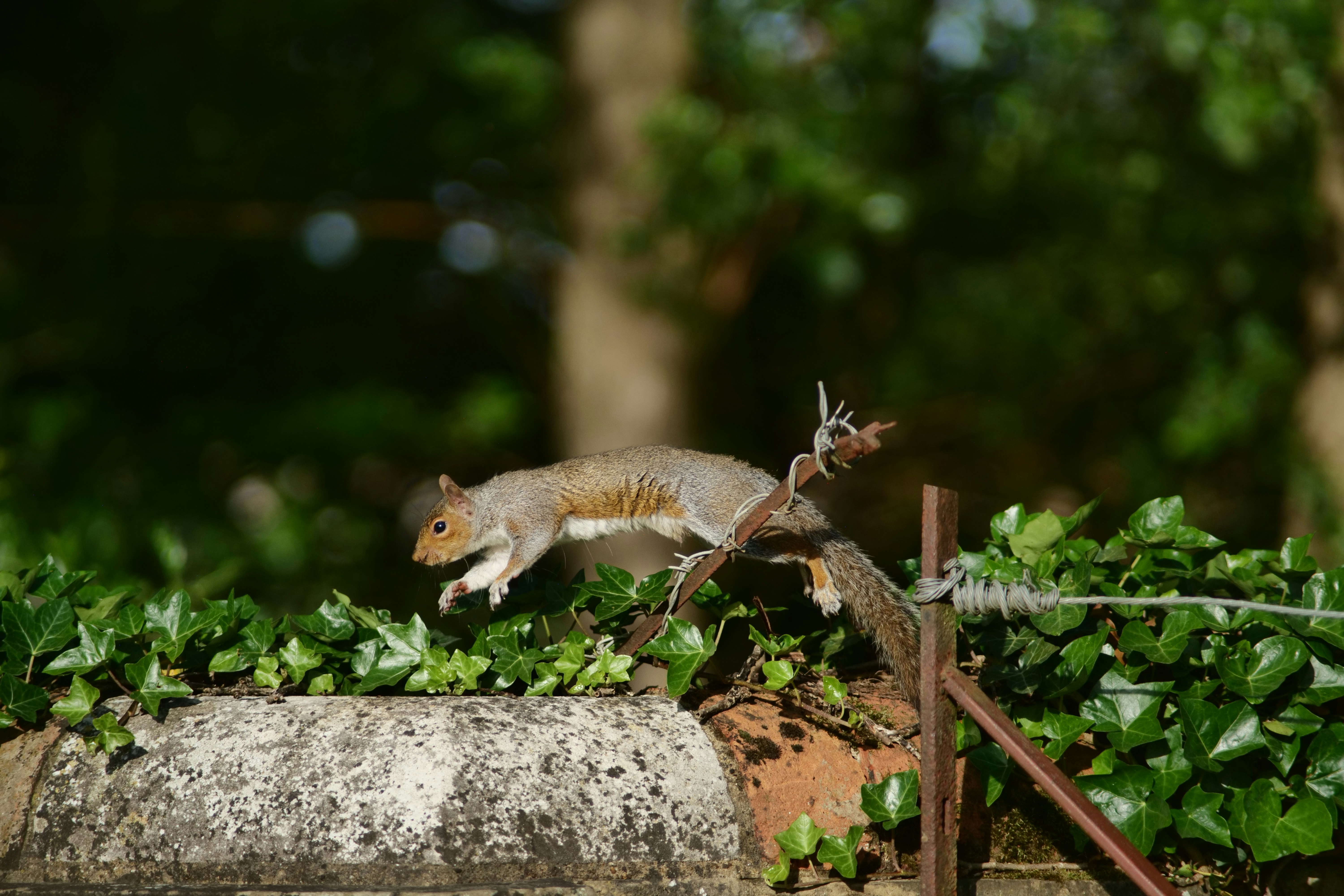 Energetic Squirrel Sprint Across a Weathered Barrier