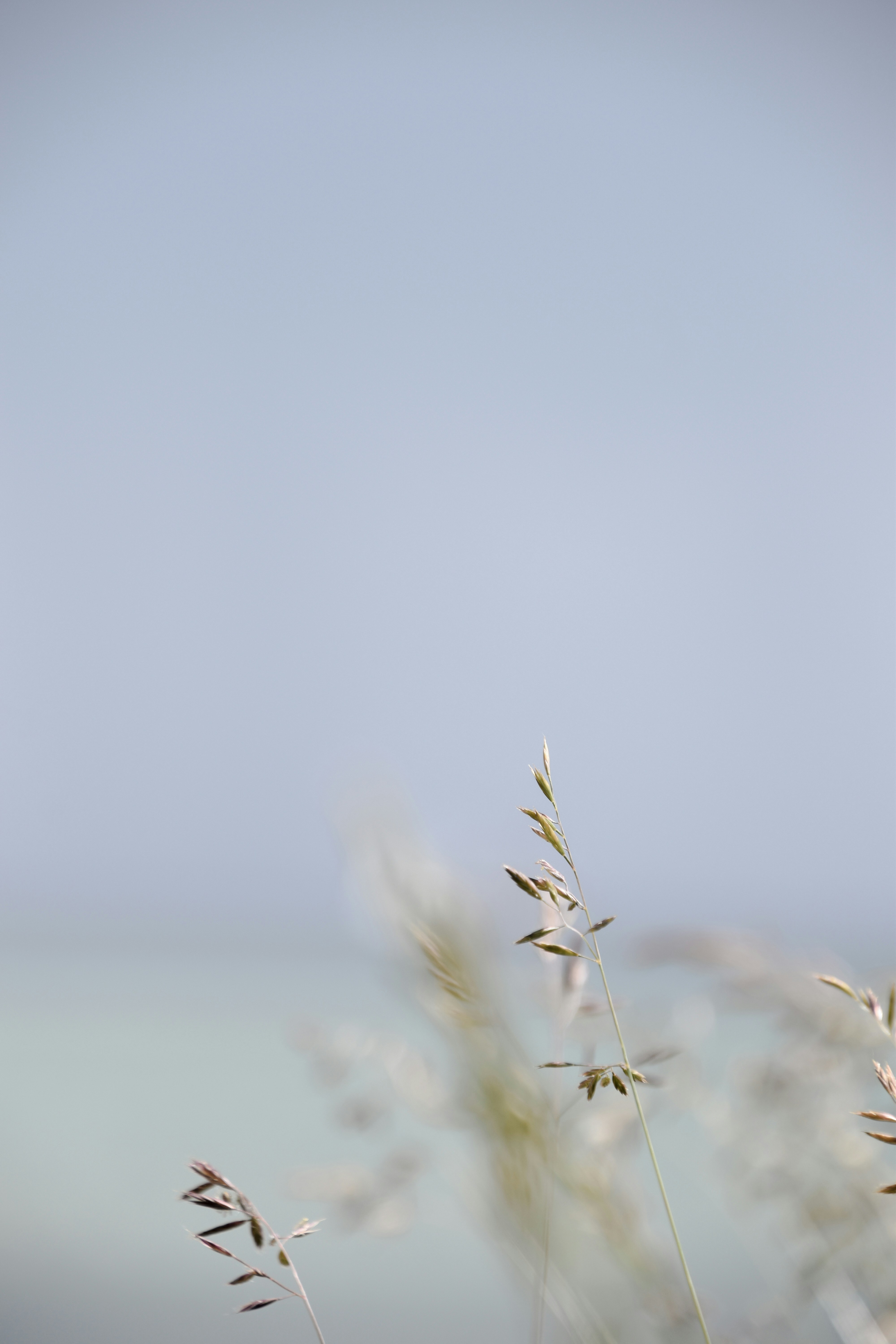 Sea Grass in Focus: A Quiet Moment by the Horizon