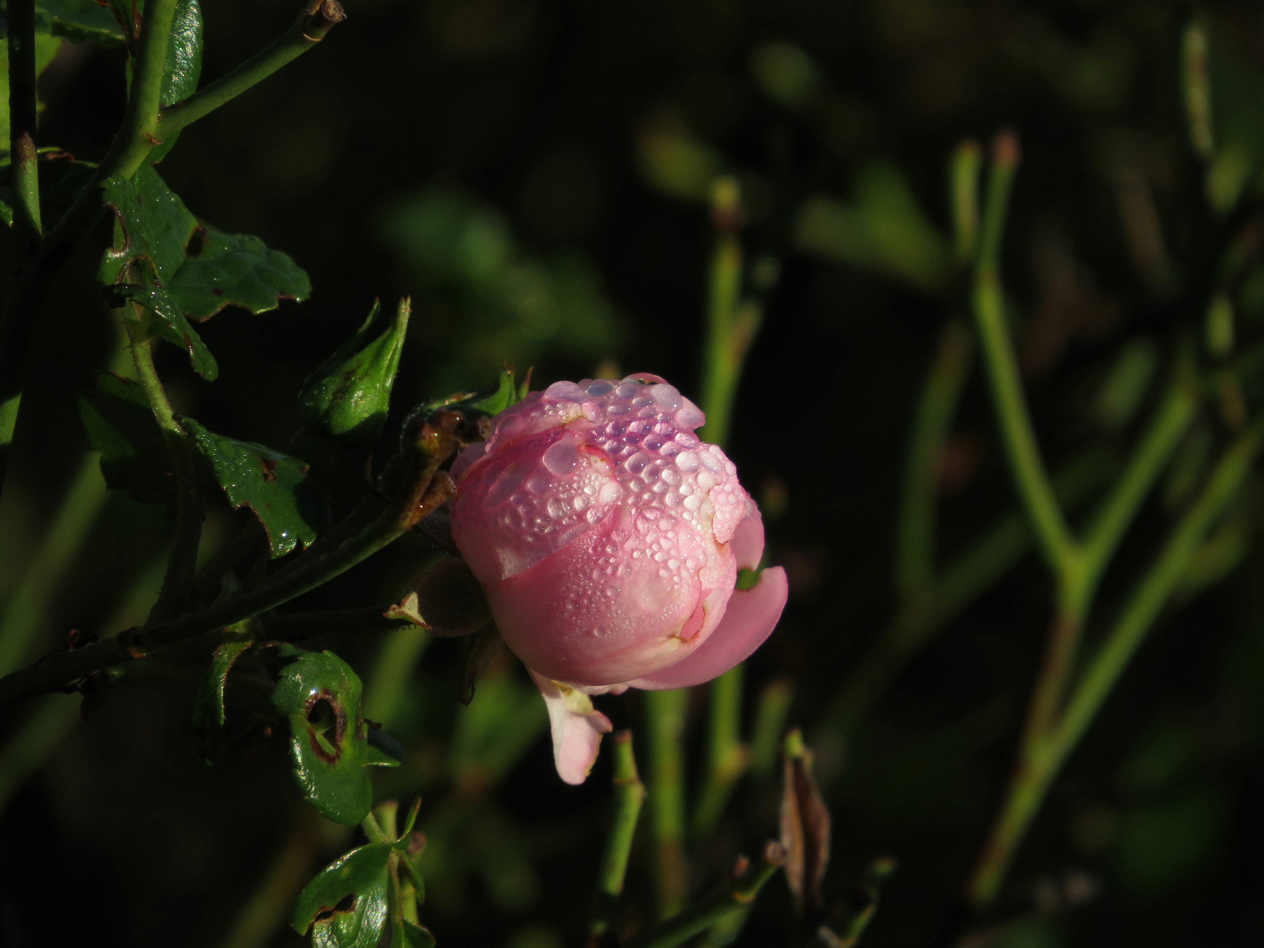 Pink Bud in Morning Shade: Close-up of a Dewy Garden Rosebud