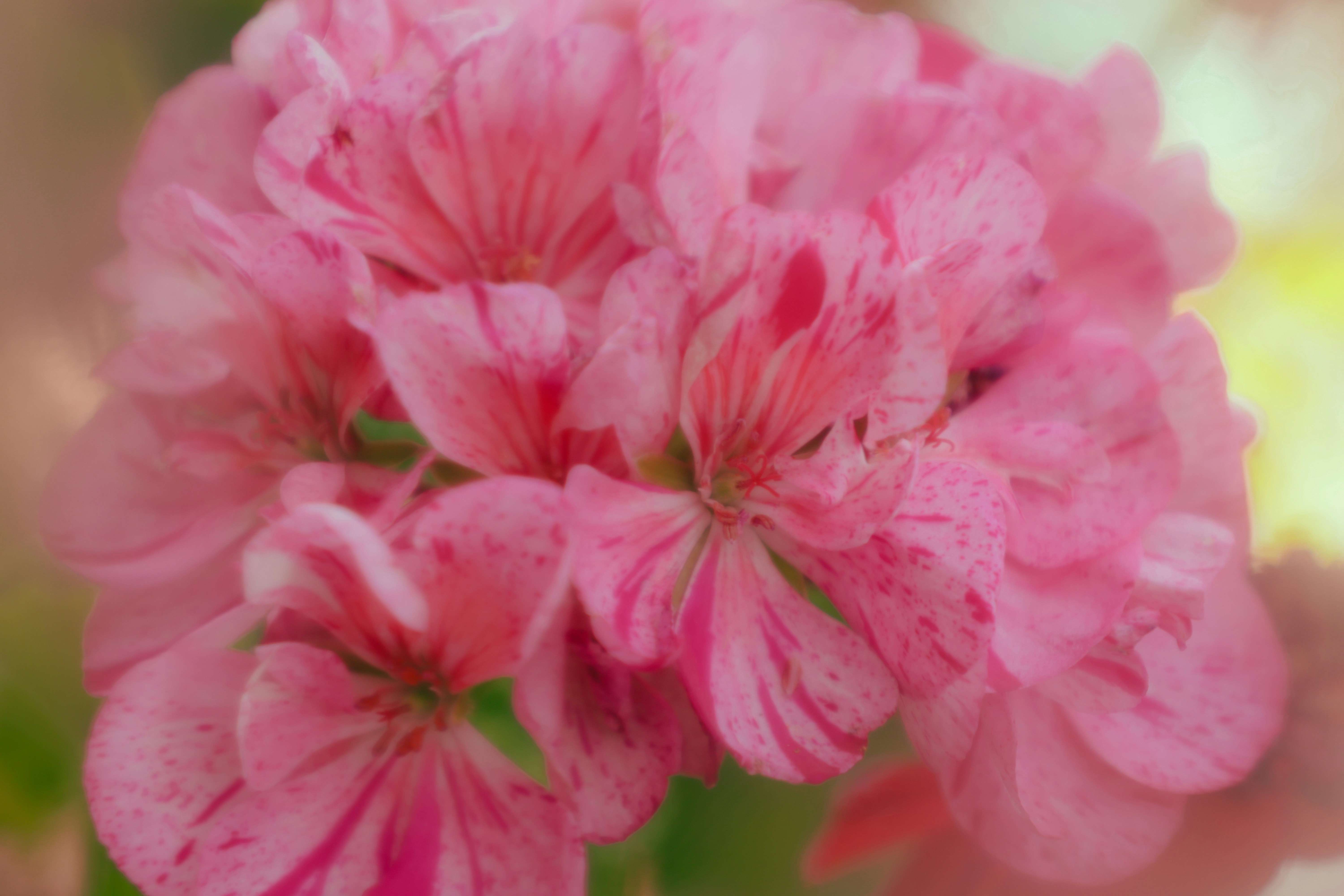 Soft Blooms in Velvet Blur