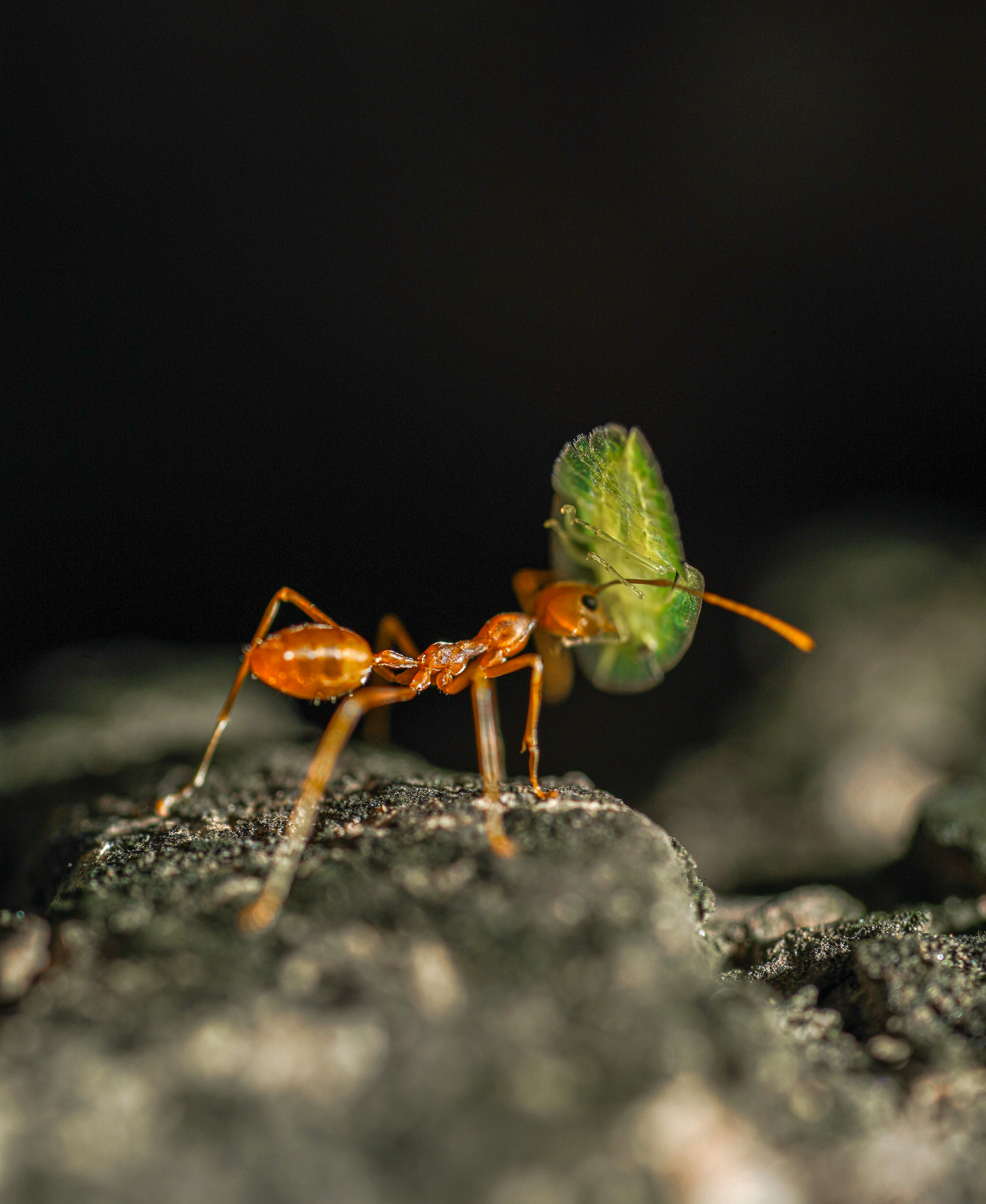 Green-Caced Encounter: Ant Lifts Off on a Stony Stage