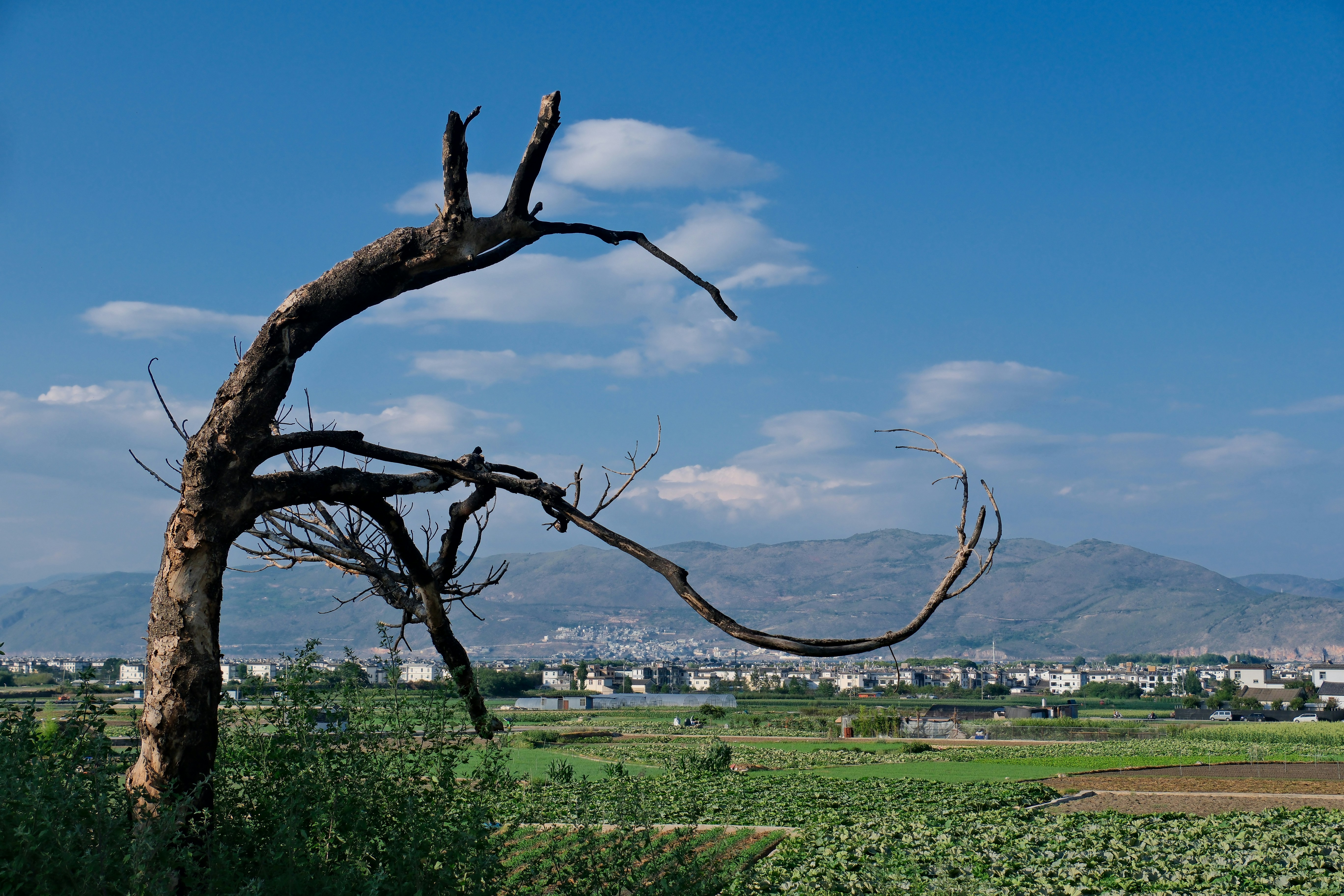 The Gnarled Sentinel Over a Wide Rural Plain