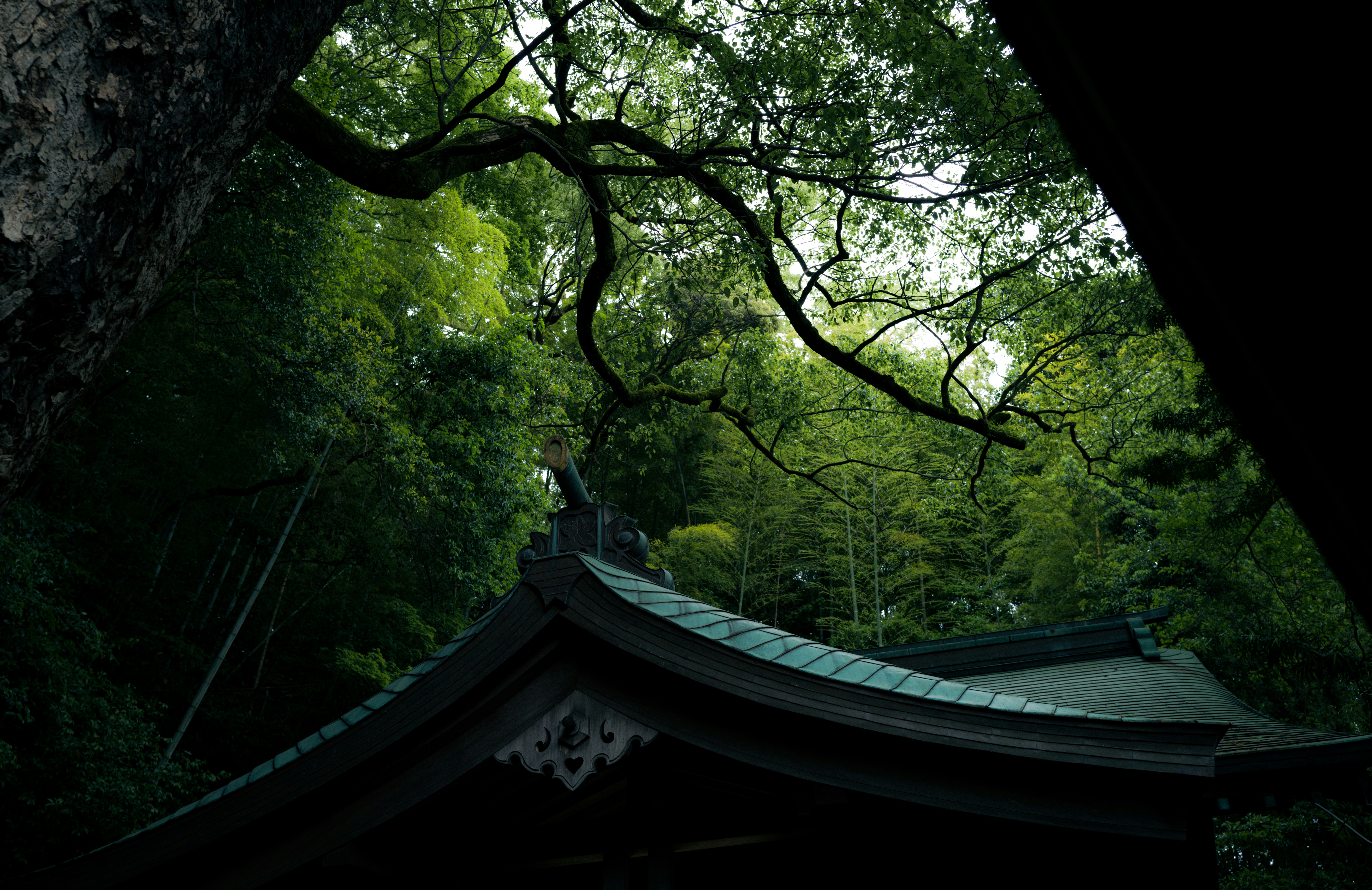 Traditional temple roof under lush green forest canopy.