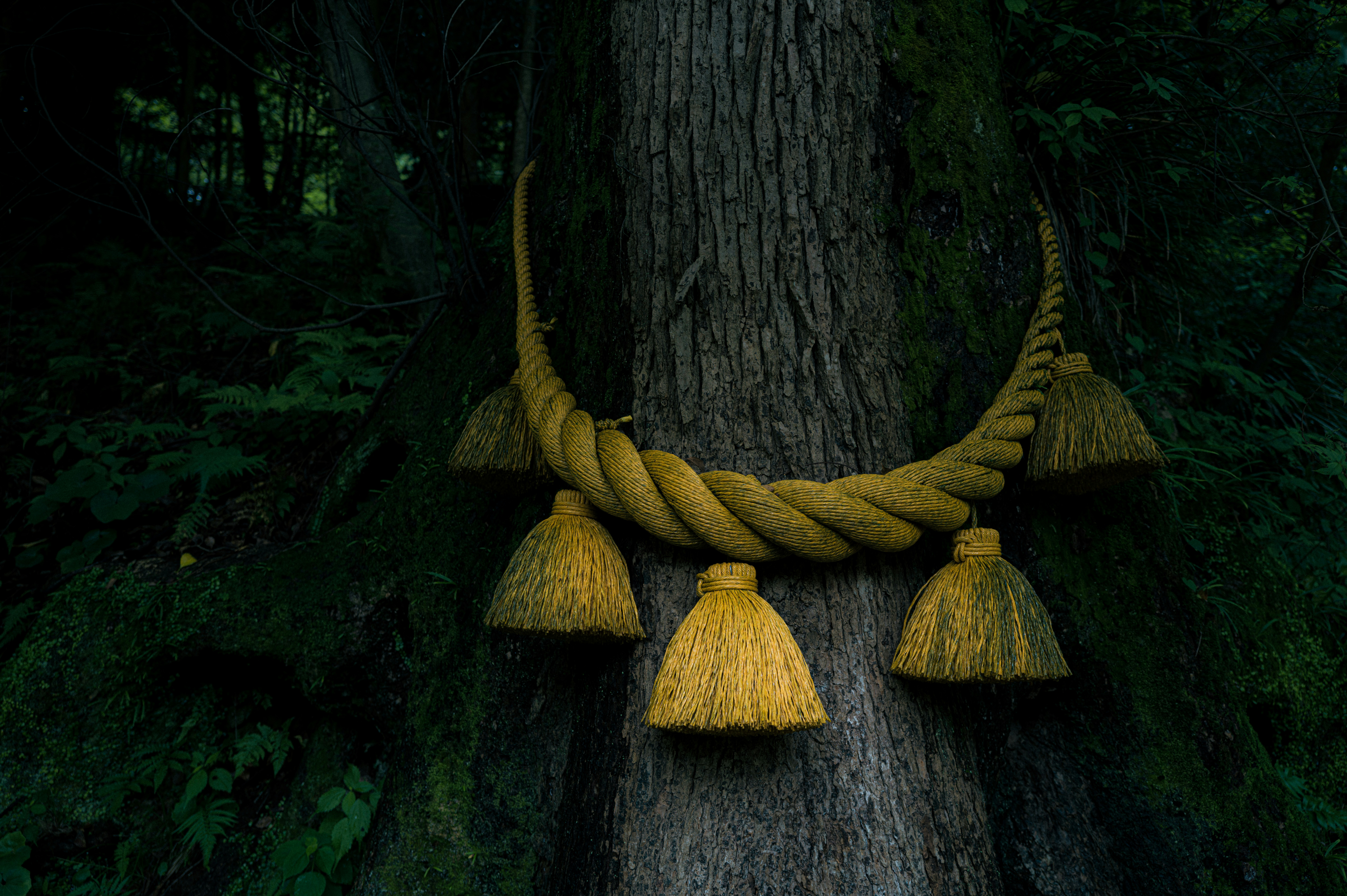 Sacred Rope on an Ancient Trunk