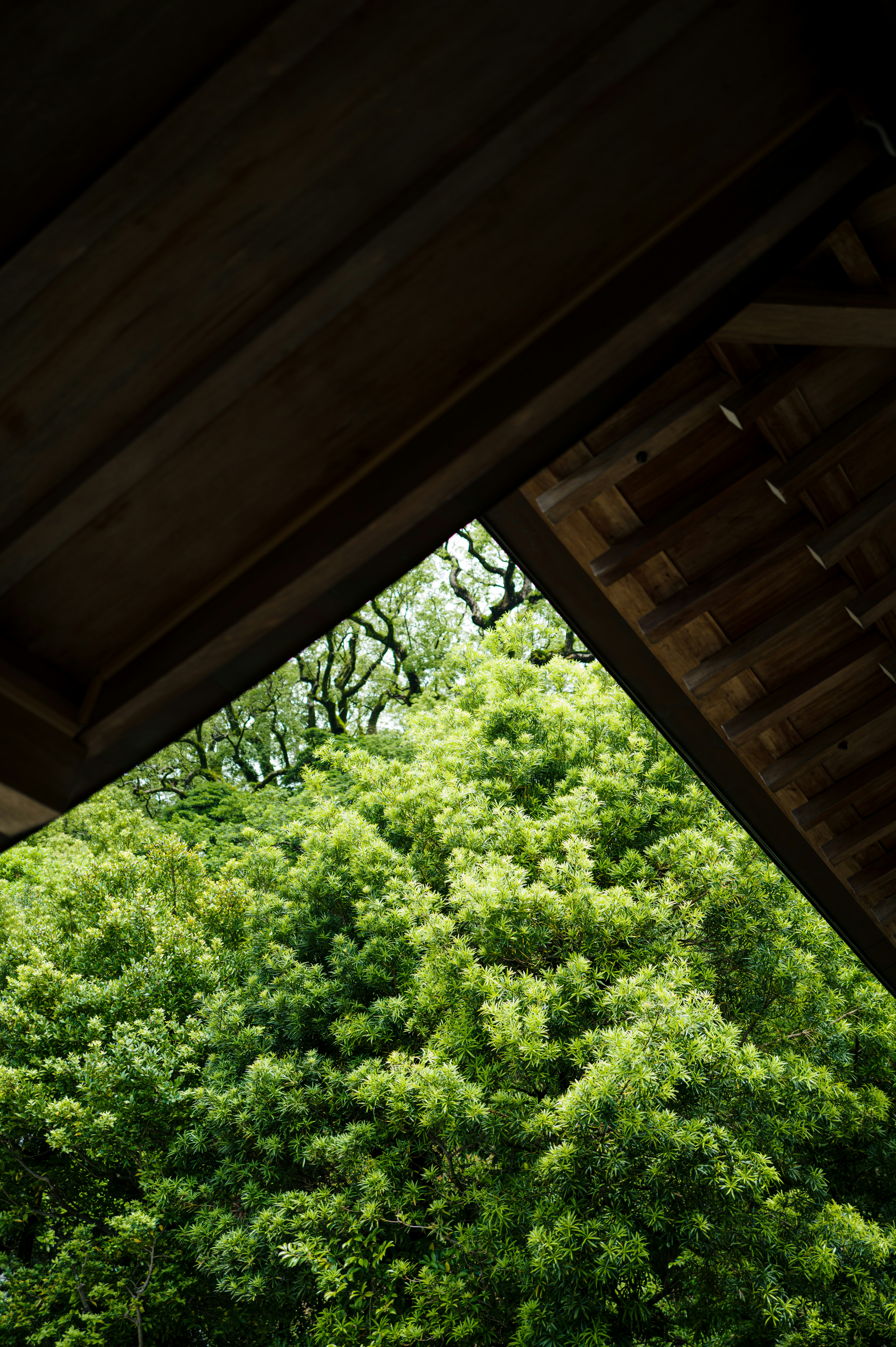 Lush green trees framed by dark wooden eaves.