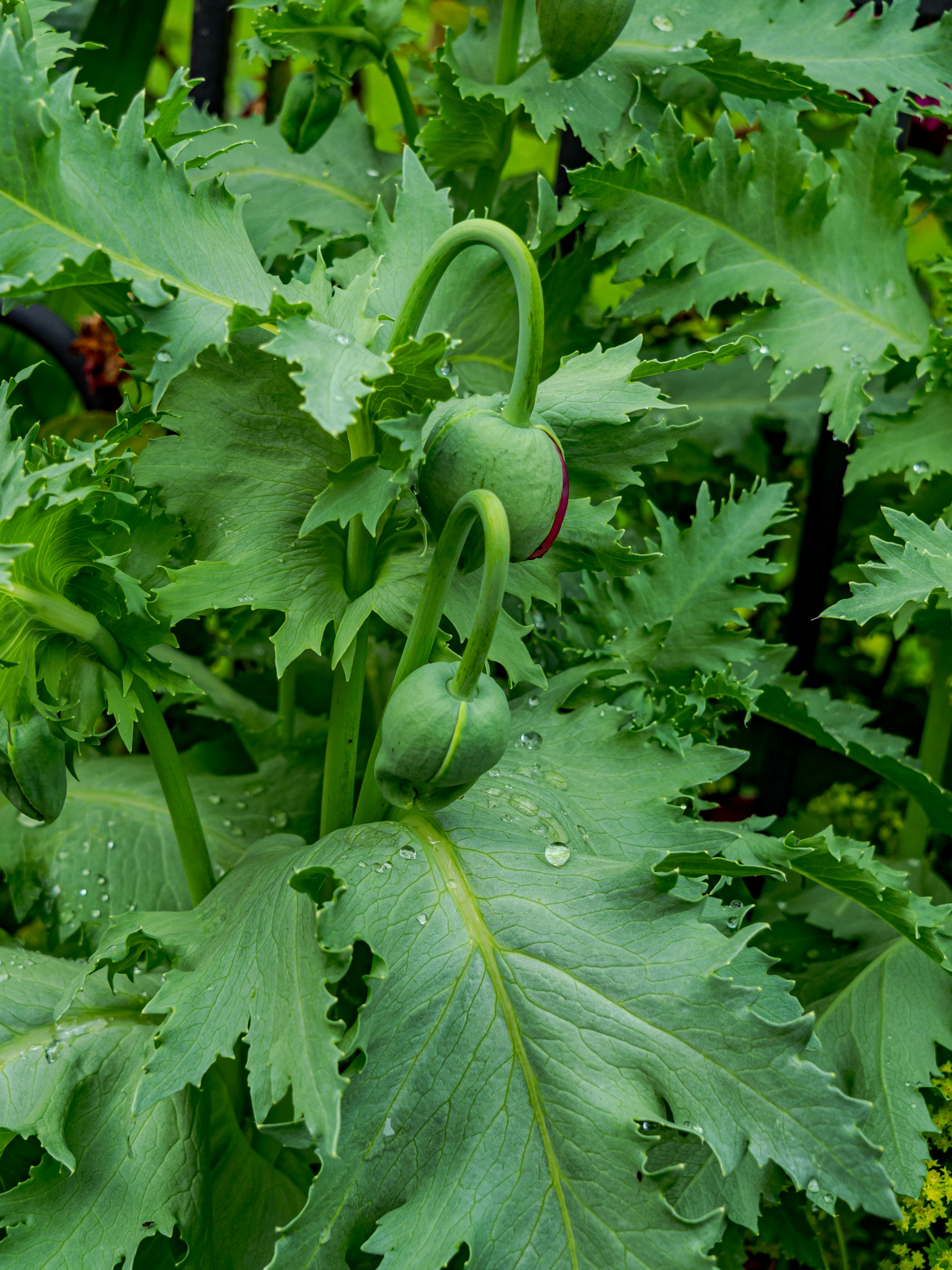 Emerging Pods: Curved Stems cradle young poppy-like fruits among thorny fronds