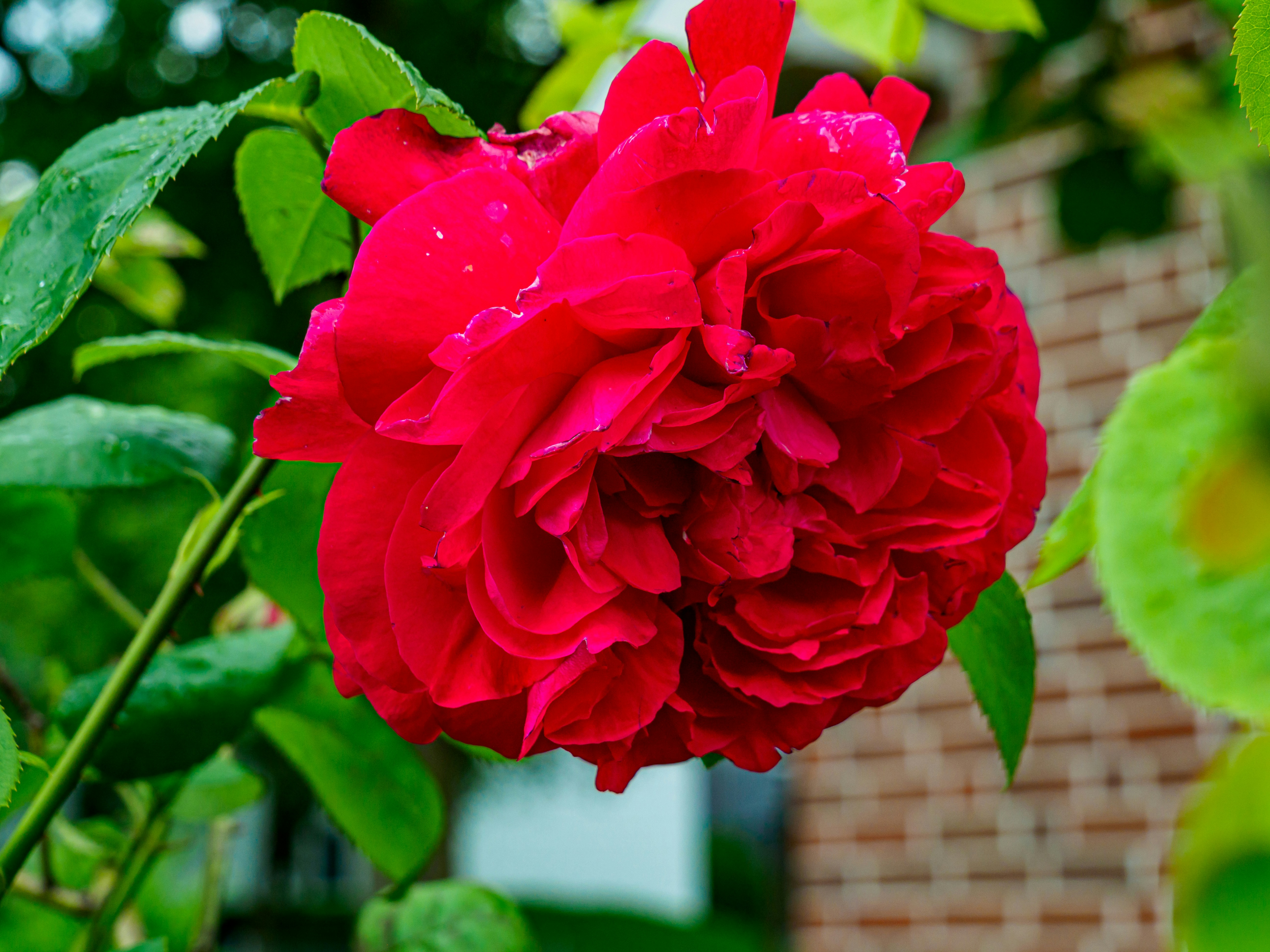 Crimson Bloom: A Close-Up of Velvet Petals