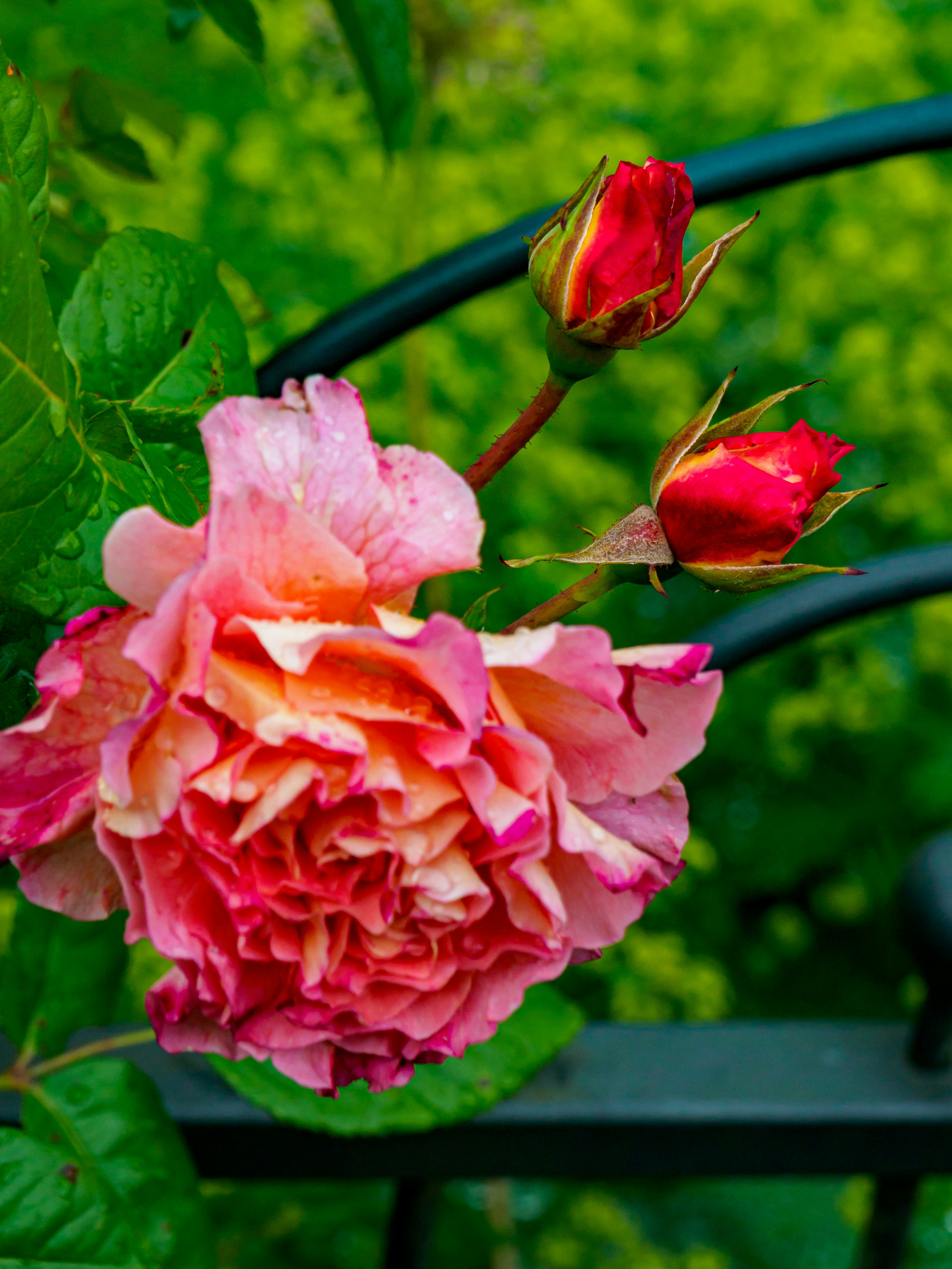 Blooming Rosette with Buds Against Garden Fence