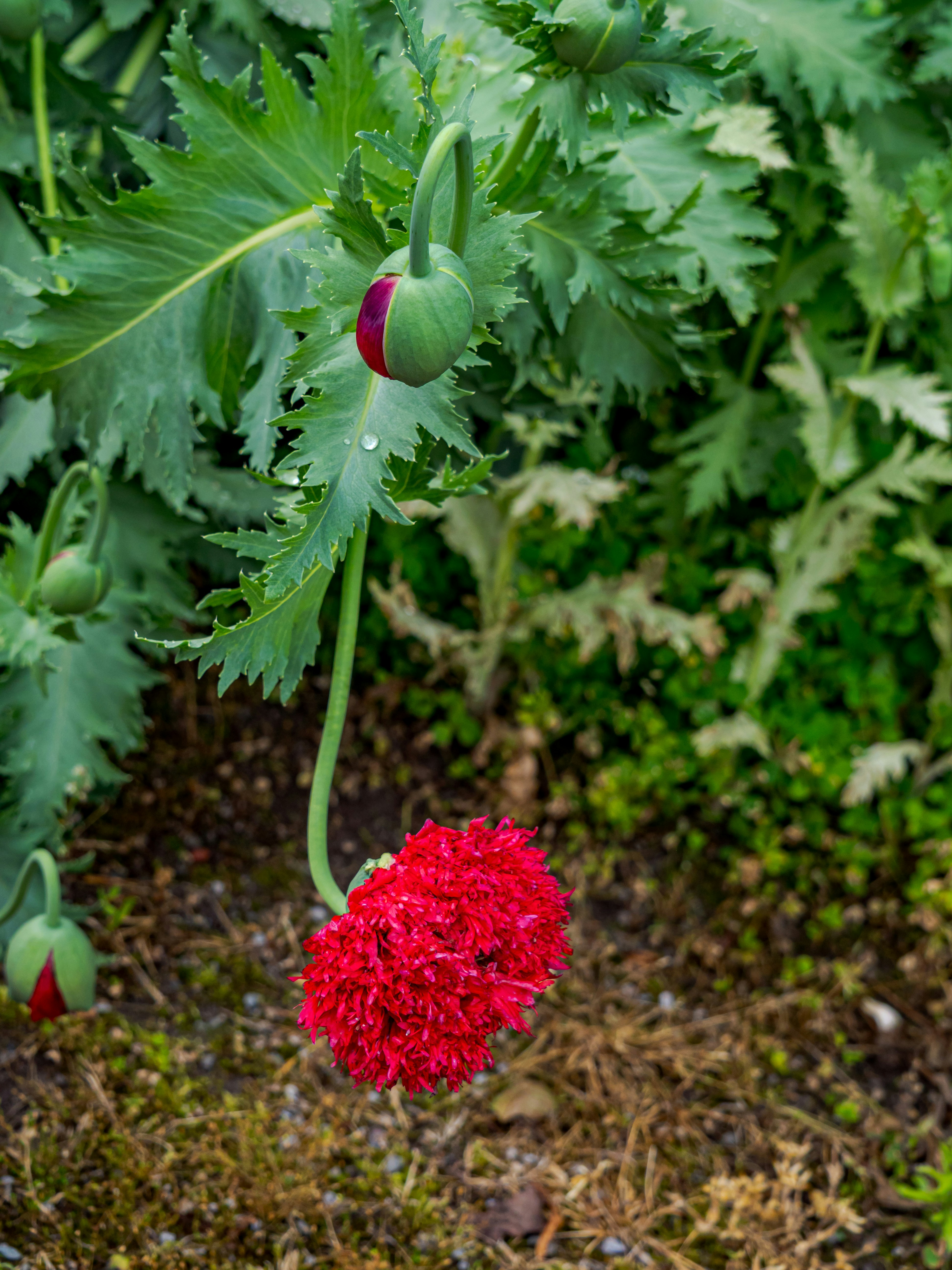 Crimson Bloom Hanging in Green: A Poppy-like Seed Head Against Foliage