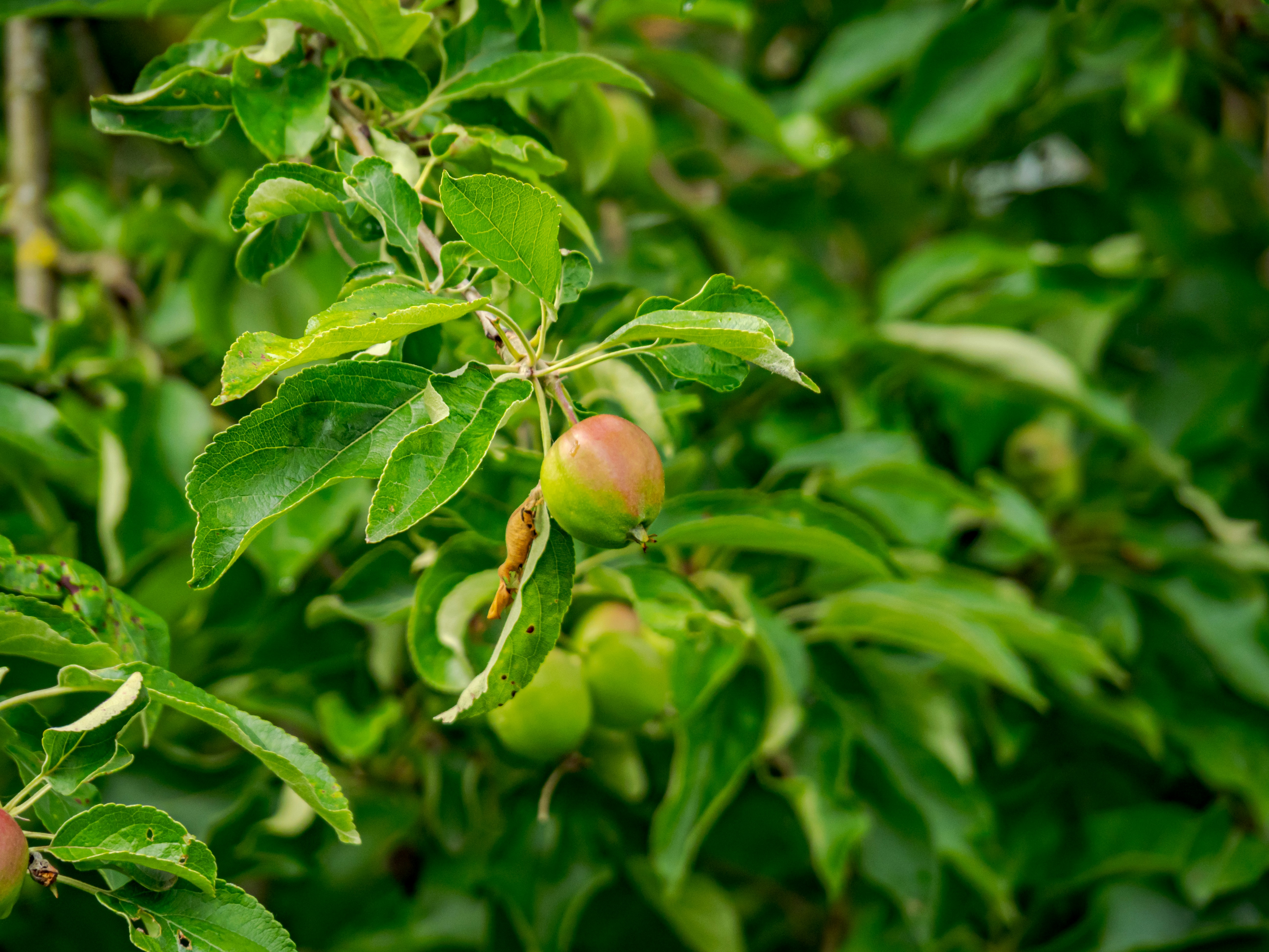 Apple on a Lush Green Bough