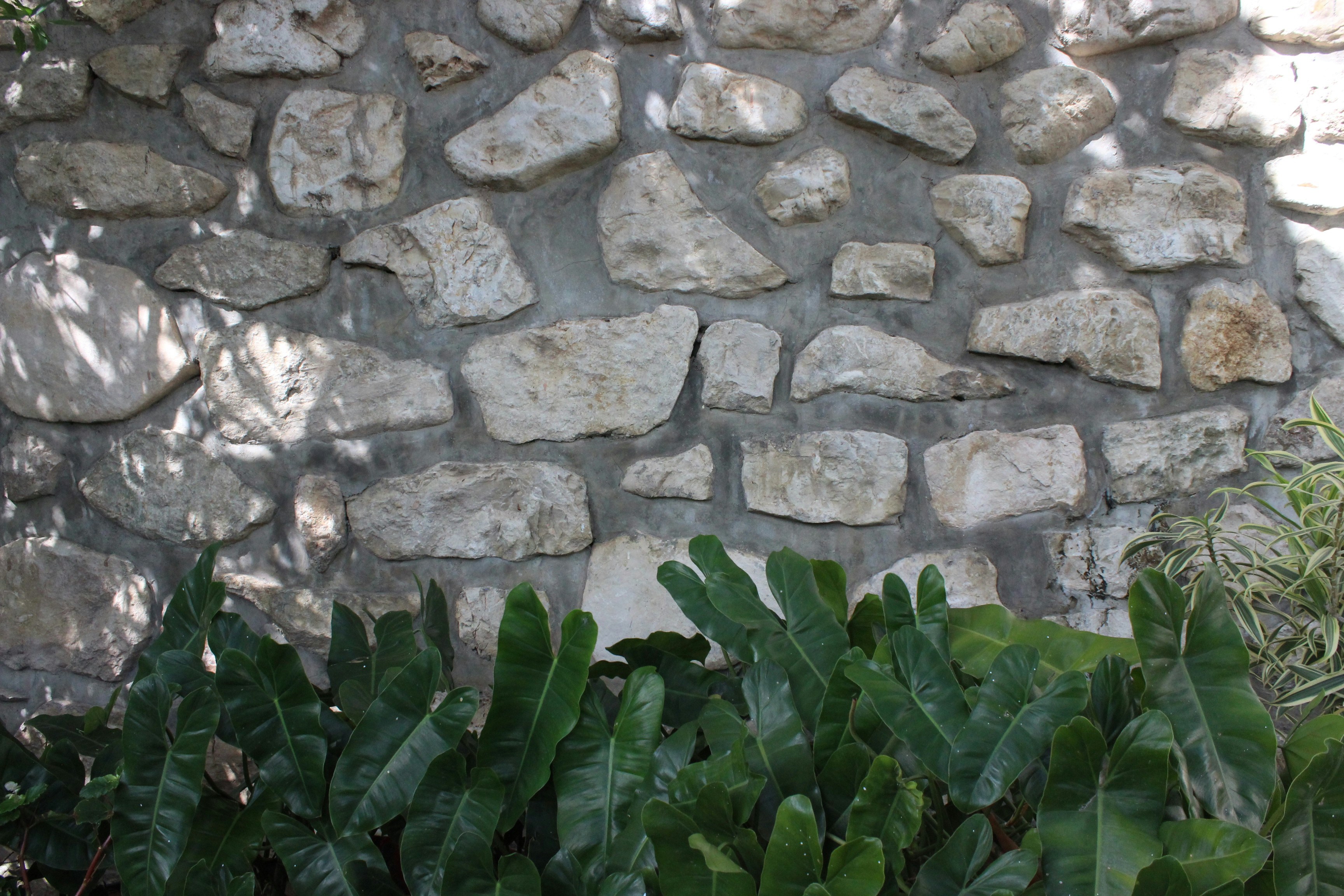 Stone Gate: Green Foliage at the Foot of a Quiet Wall