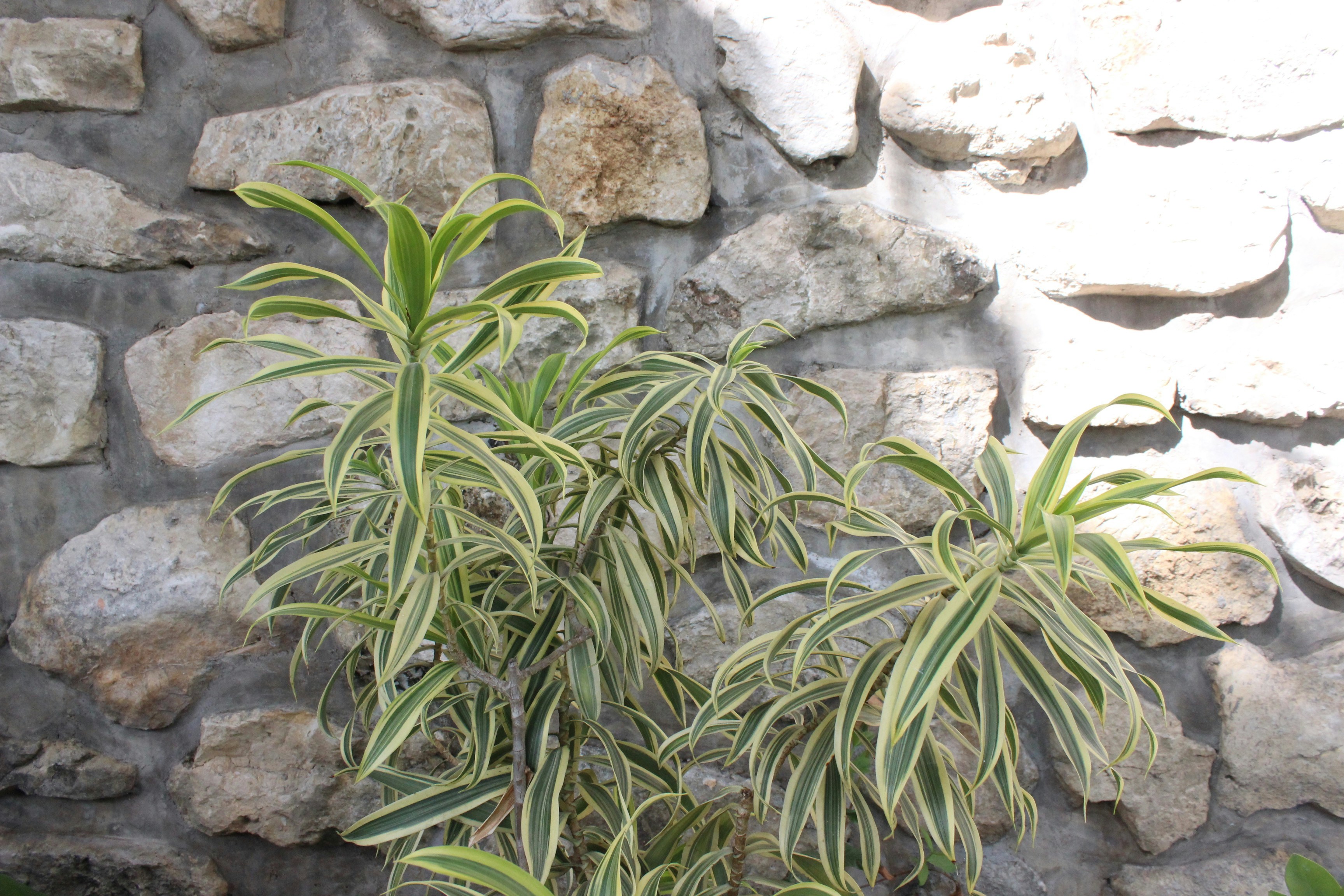 Green variegated shrub rises before a textured stone wall, with soft natural light highlighting leaf edges and variegation. A simple, outdoor plant scene with no wildlife or human elements.