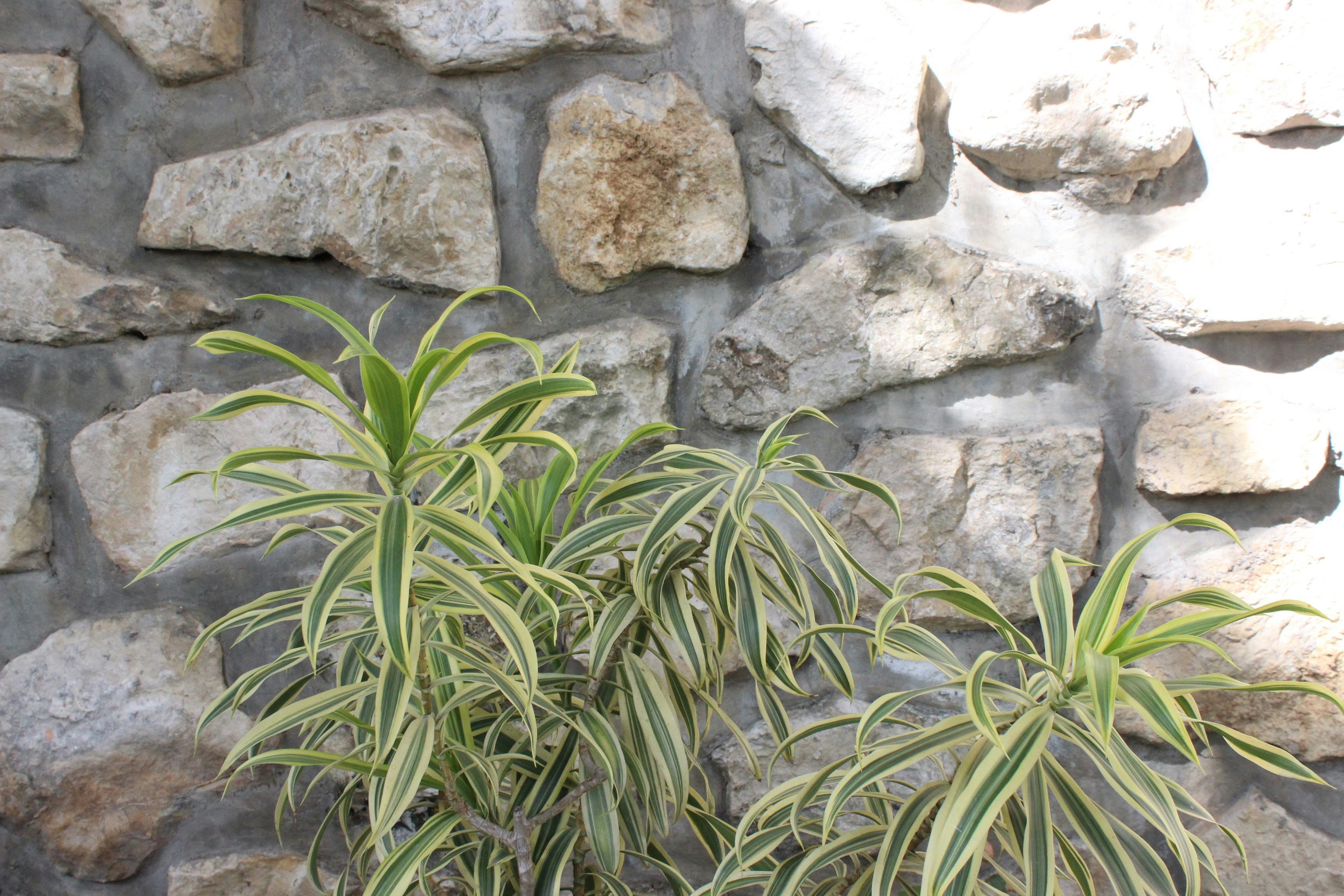 Trailing Greenery at Weathered Stone Wall