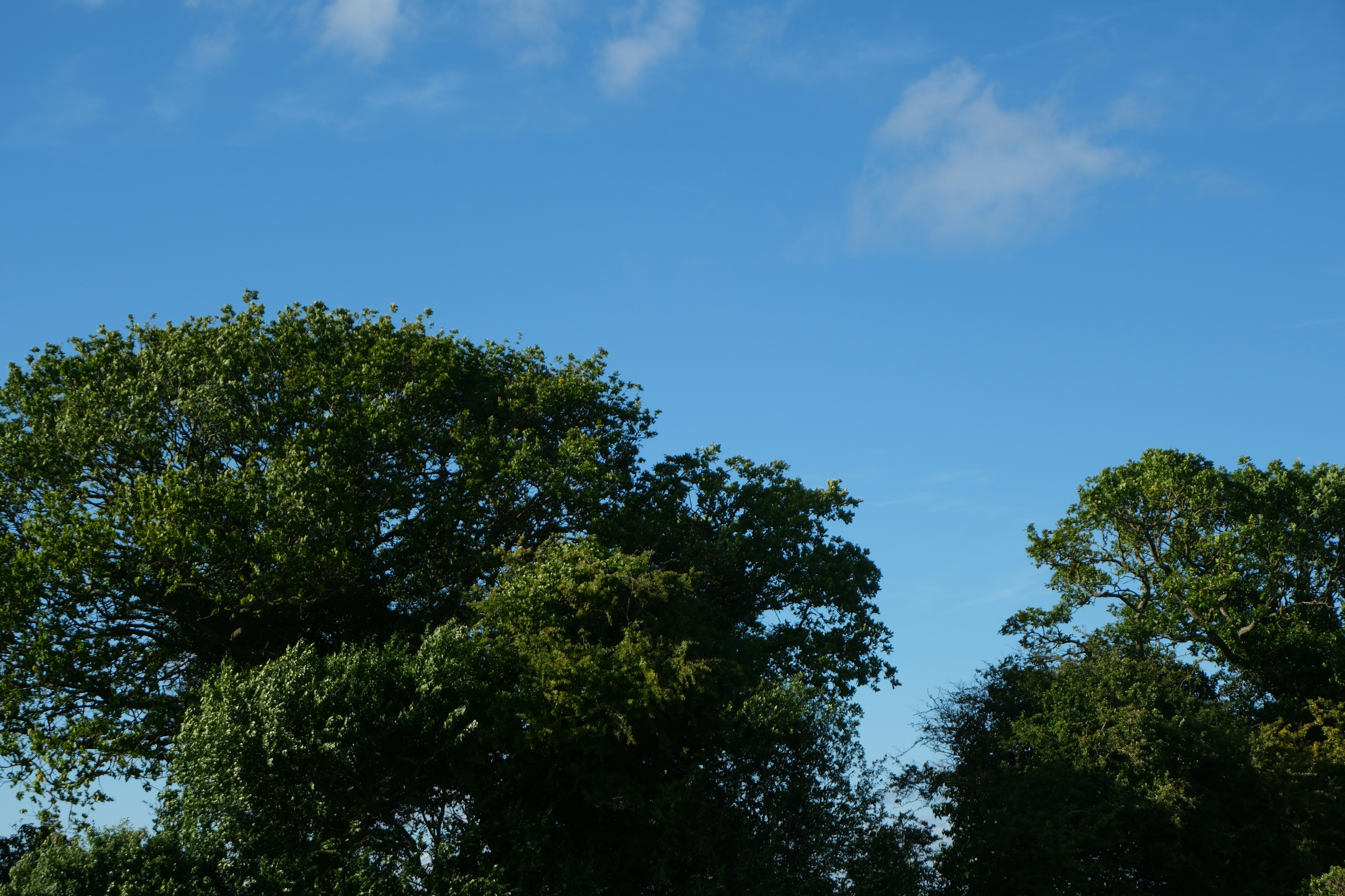 Blue Sky Above the Canopy