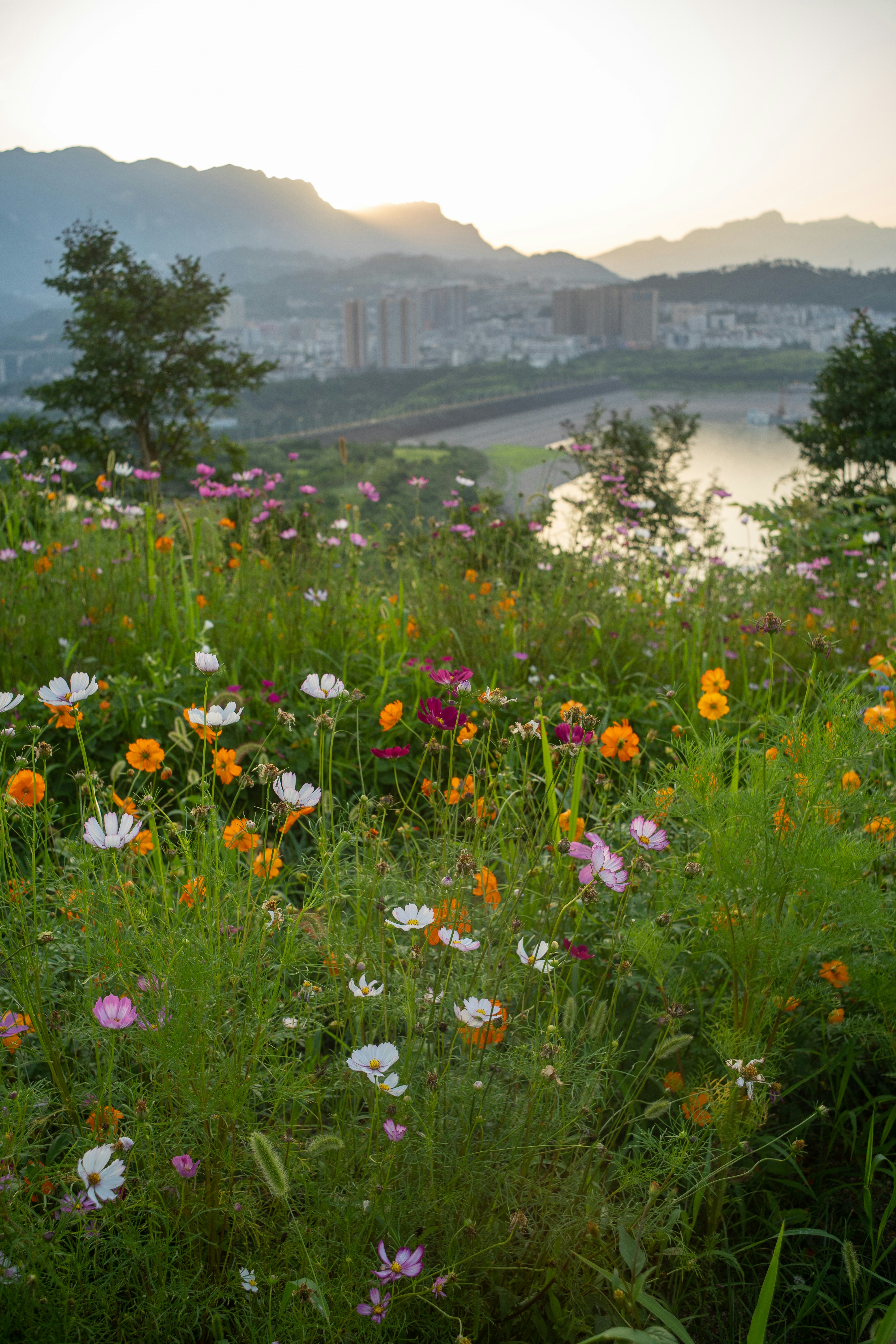Sunlit Meadow Overlooking a City by the River at Dusk