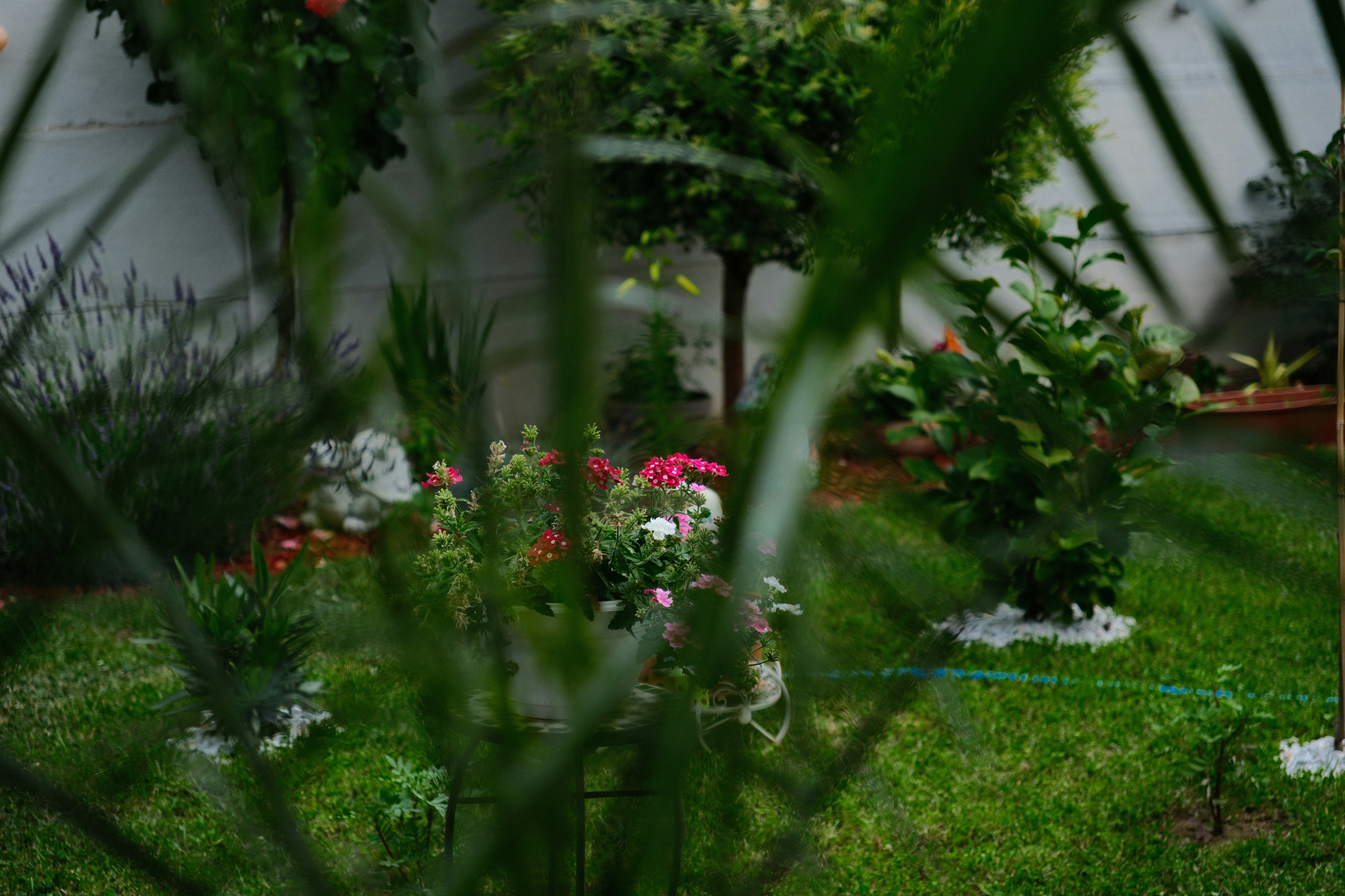 Colorful Garden Centerpiece Framed by Overhanging Leaves