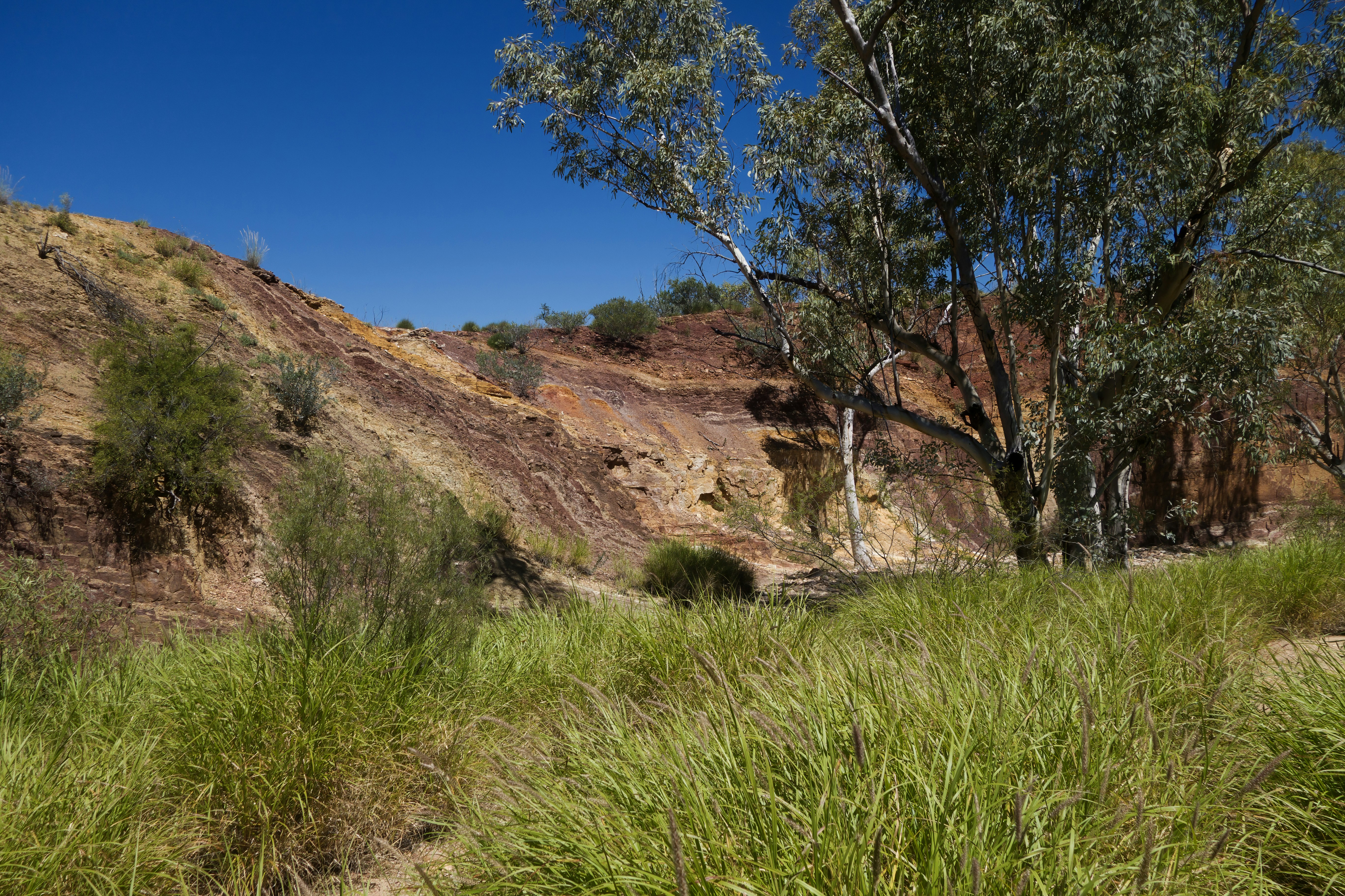Sunlit Slope and Grapevine Grassland Under a Clear Blue Sky