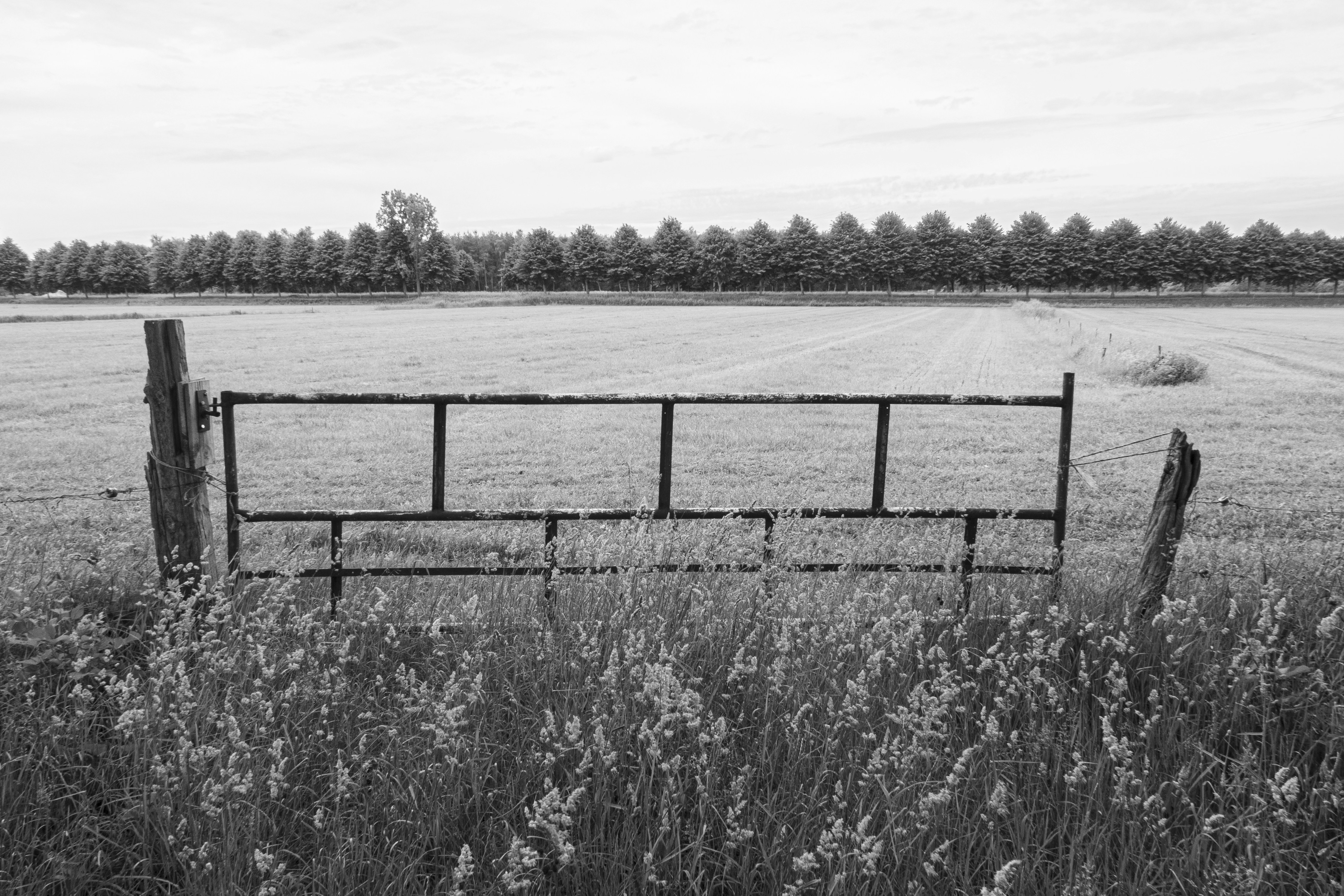 Weathered gate overlooks a vast grassland, frozen in quiet monochrome