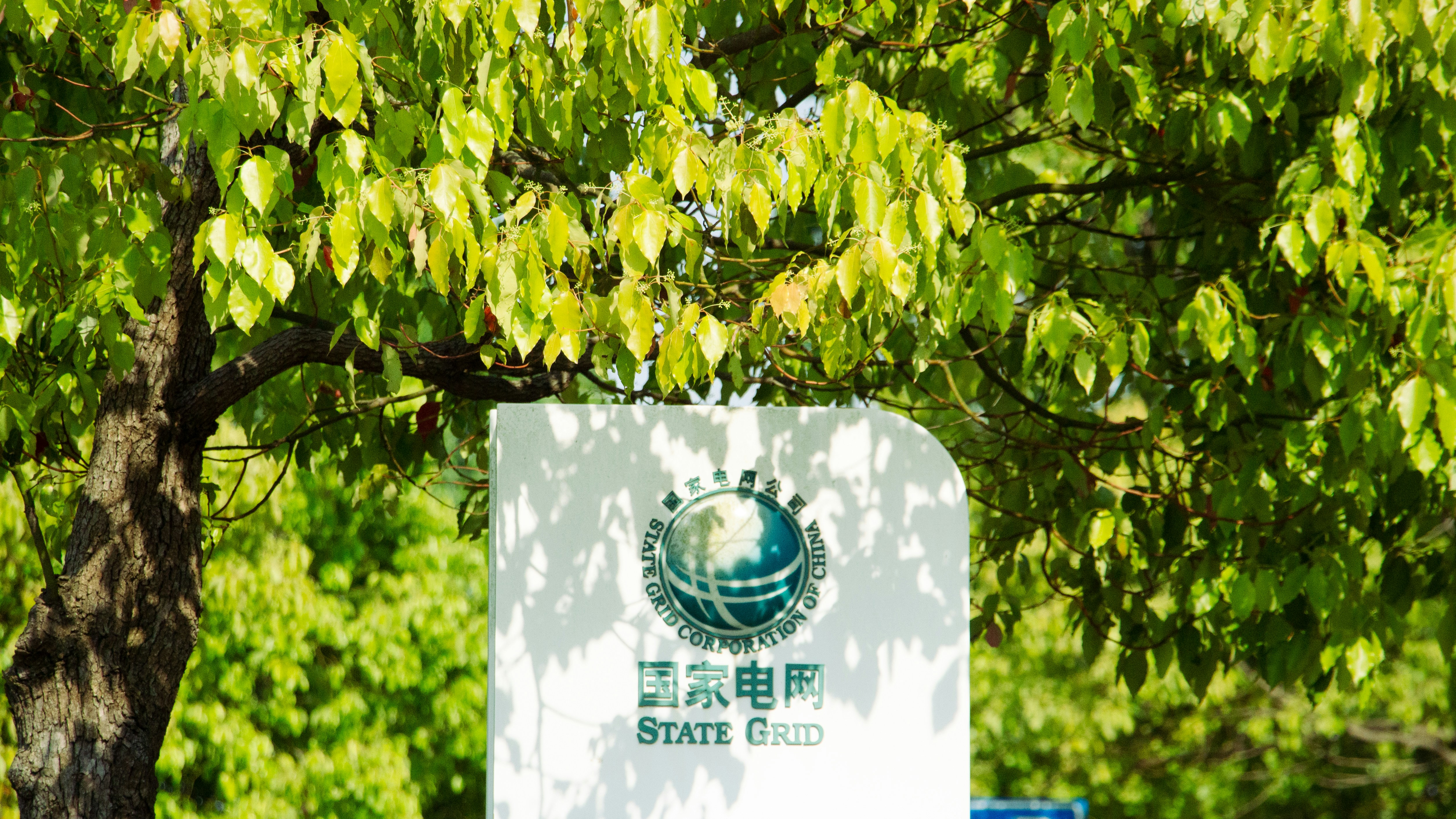 Sunlit Leaves and a Minimalist Shield: A Quiet Green Moment