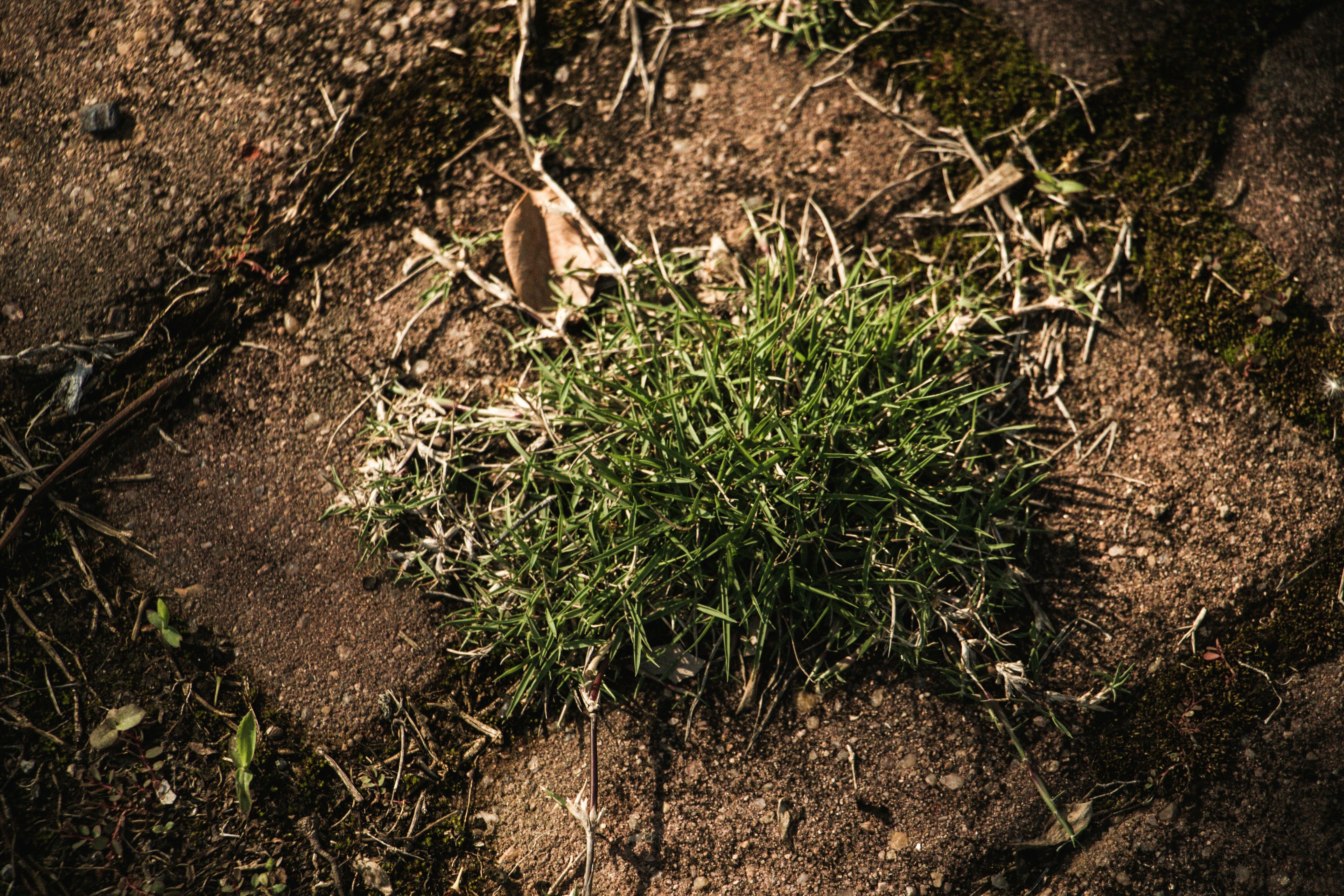 Deserted clump: a tuft of grass breathing amid earthy soil