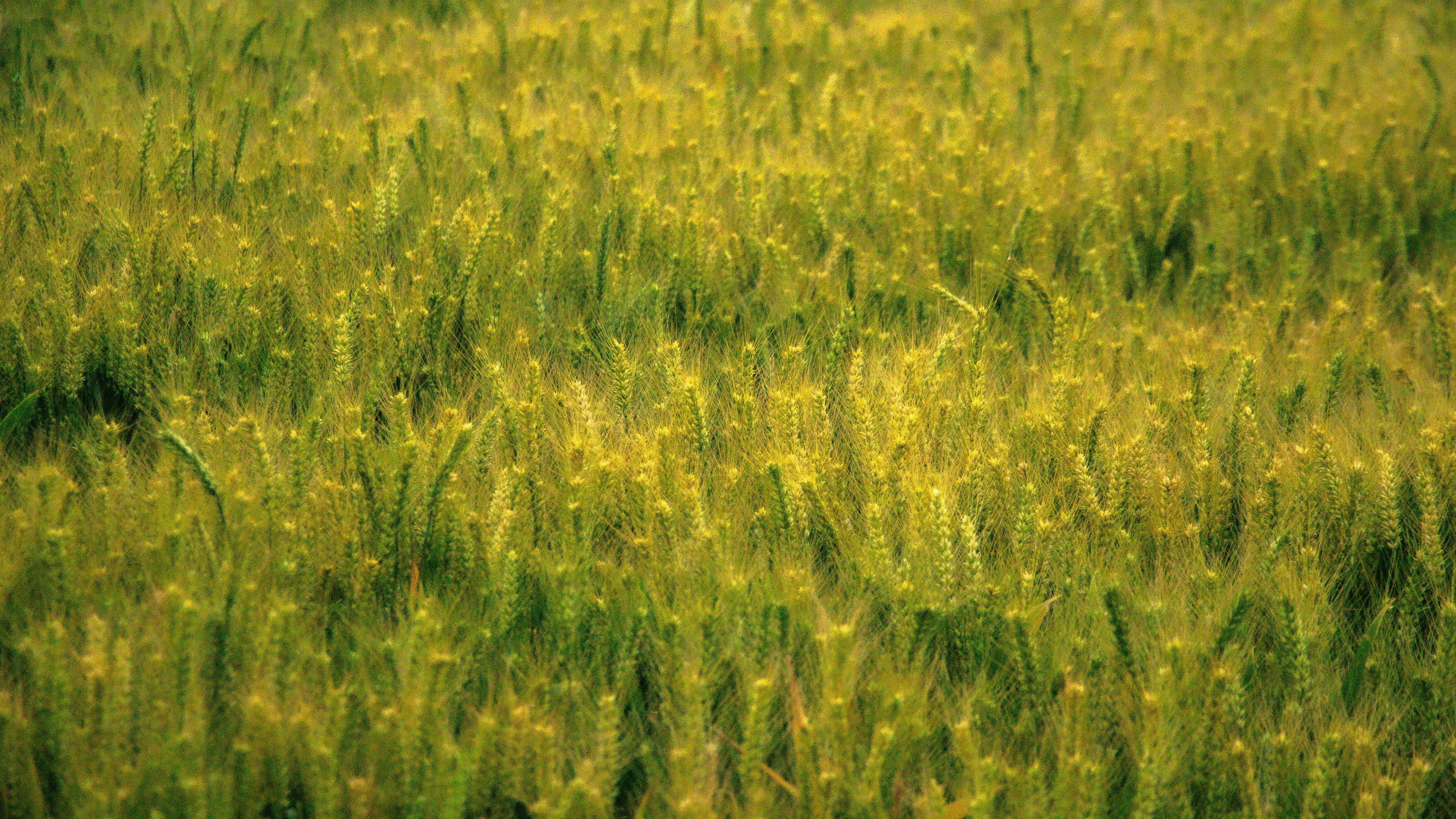 Golden Field in Soft Spring Light