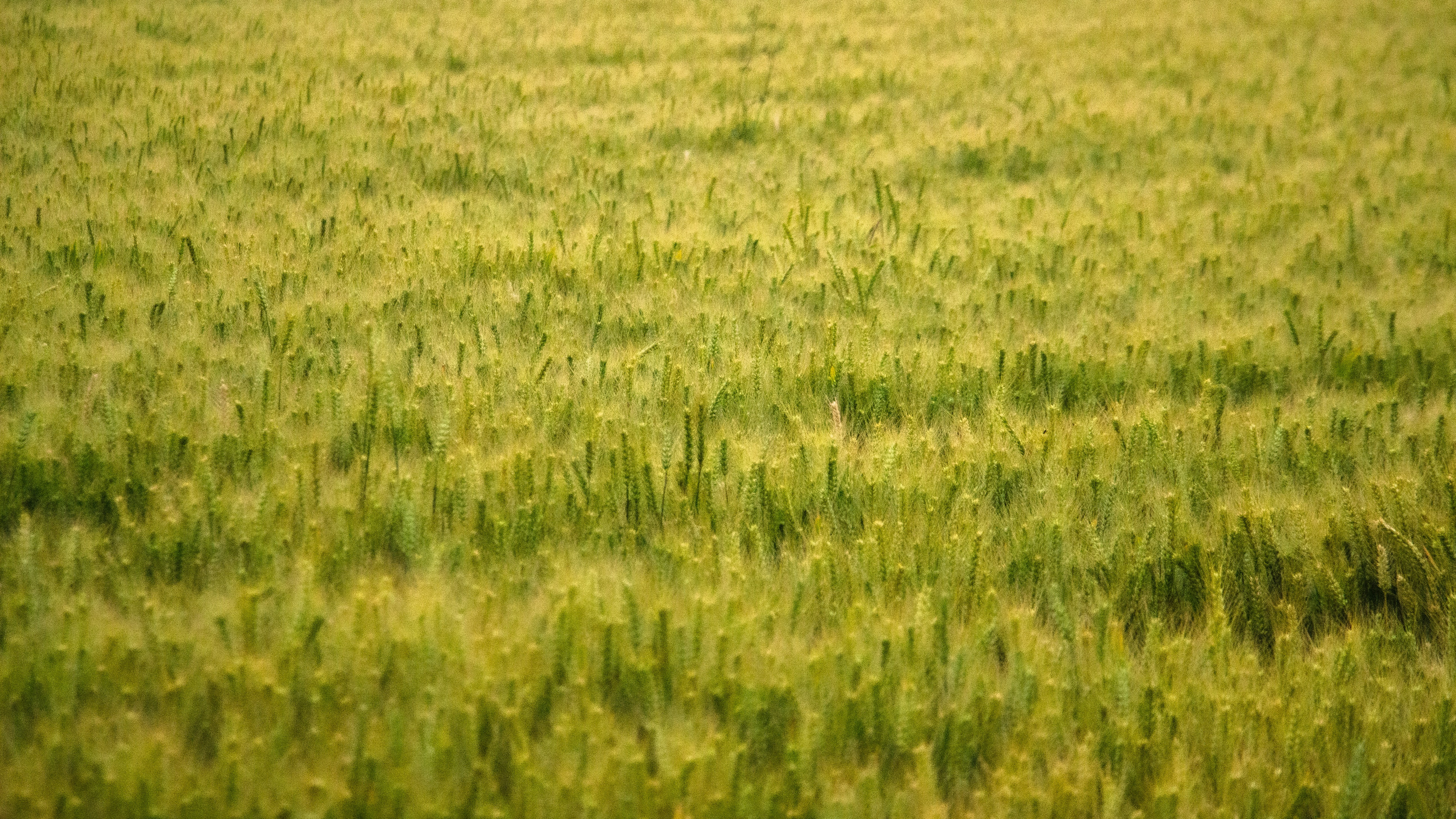 Golden Field in Quiet Horizon