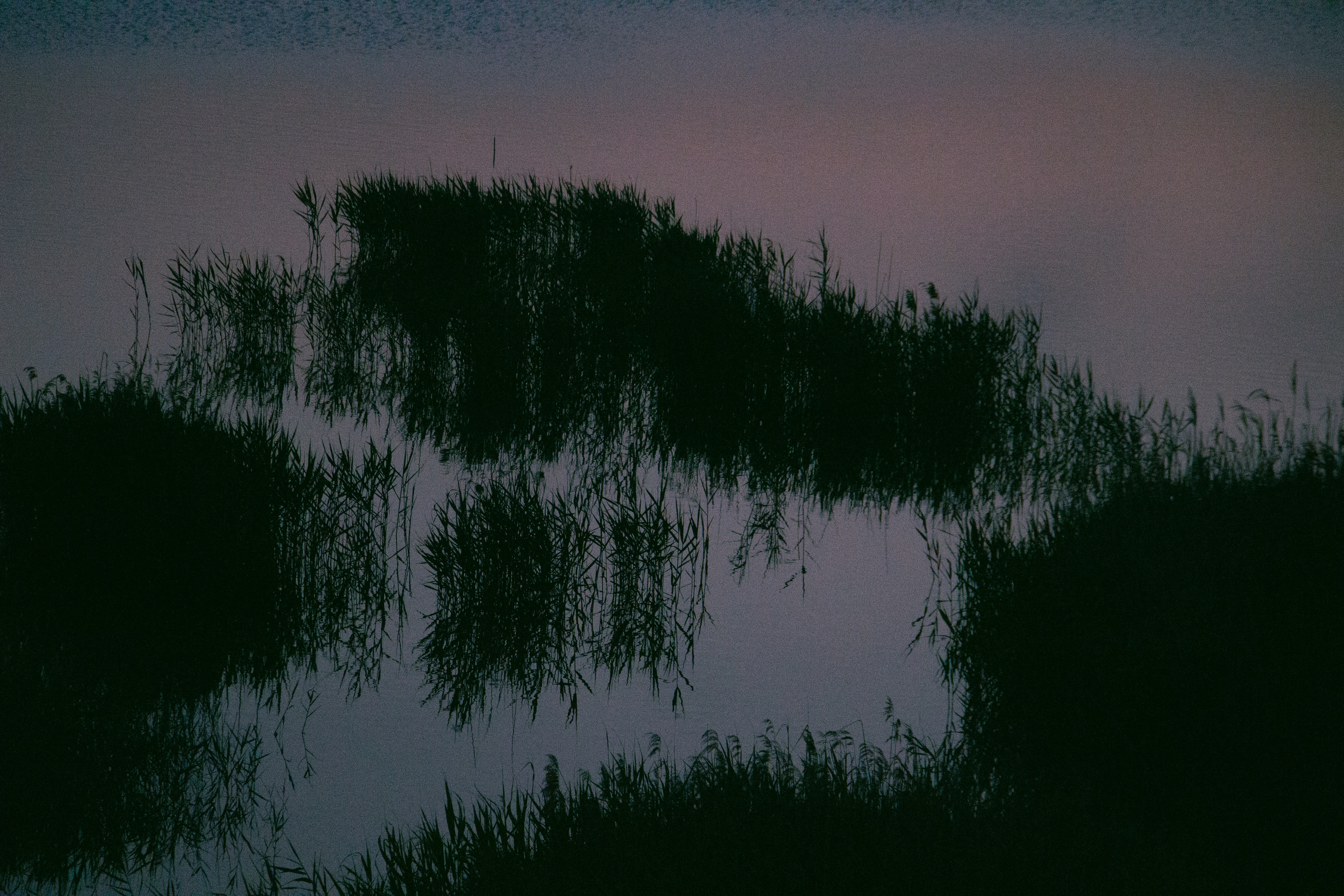 Silhouetted wetlands at dusk: whispering grasses in mirrored twilight