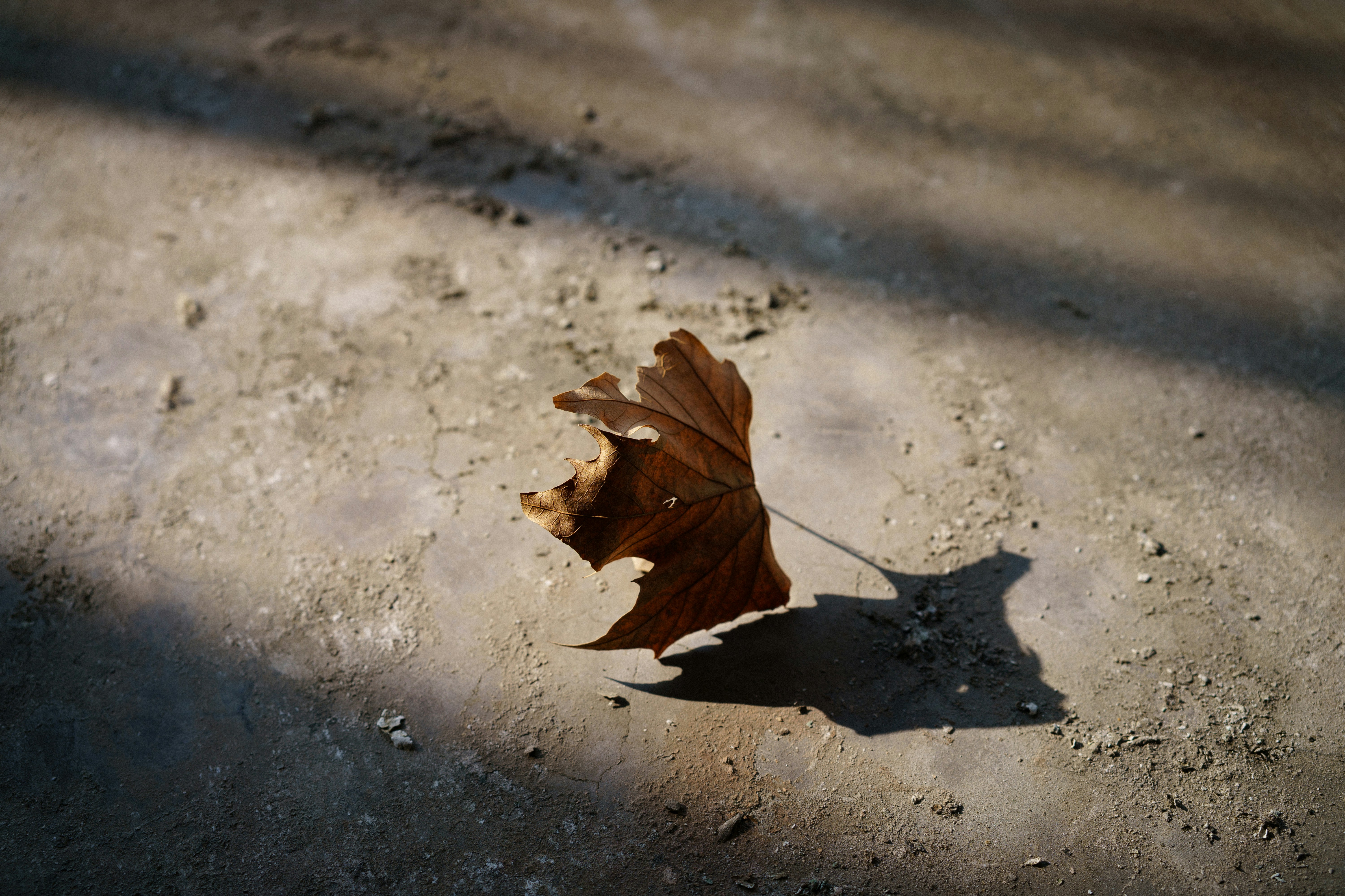 Dried brown leaf on textured ground with dramatic shadows.