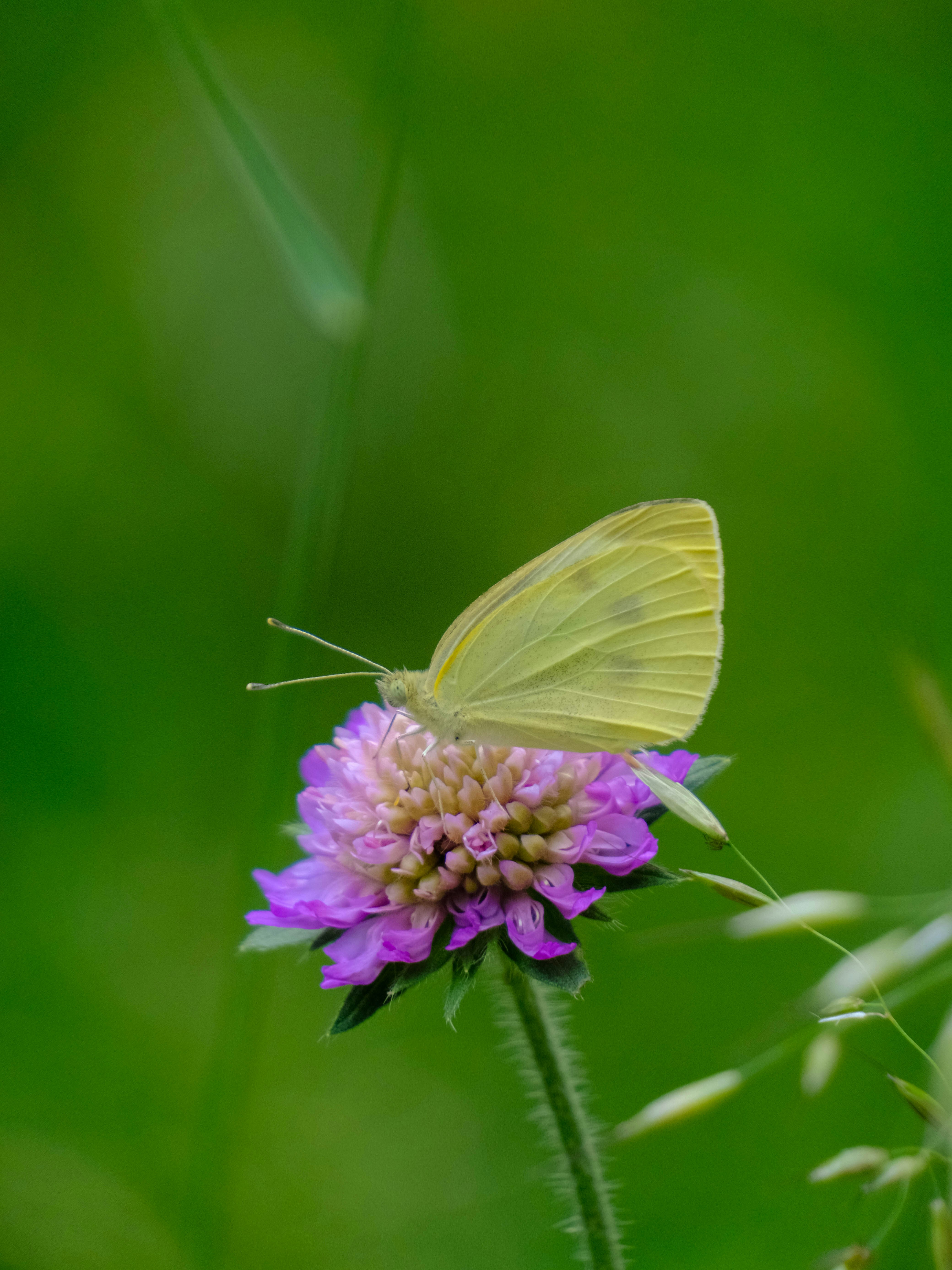 Yellow Butterfly on Purple Bloom: a Quiet Meadow Moment