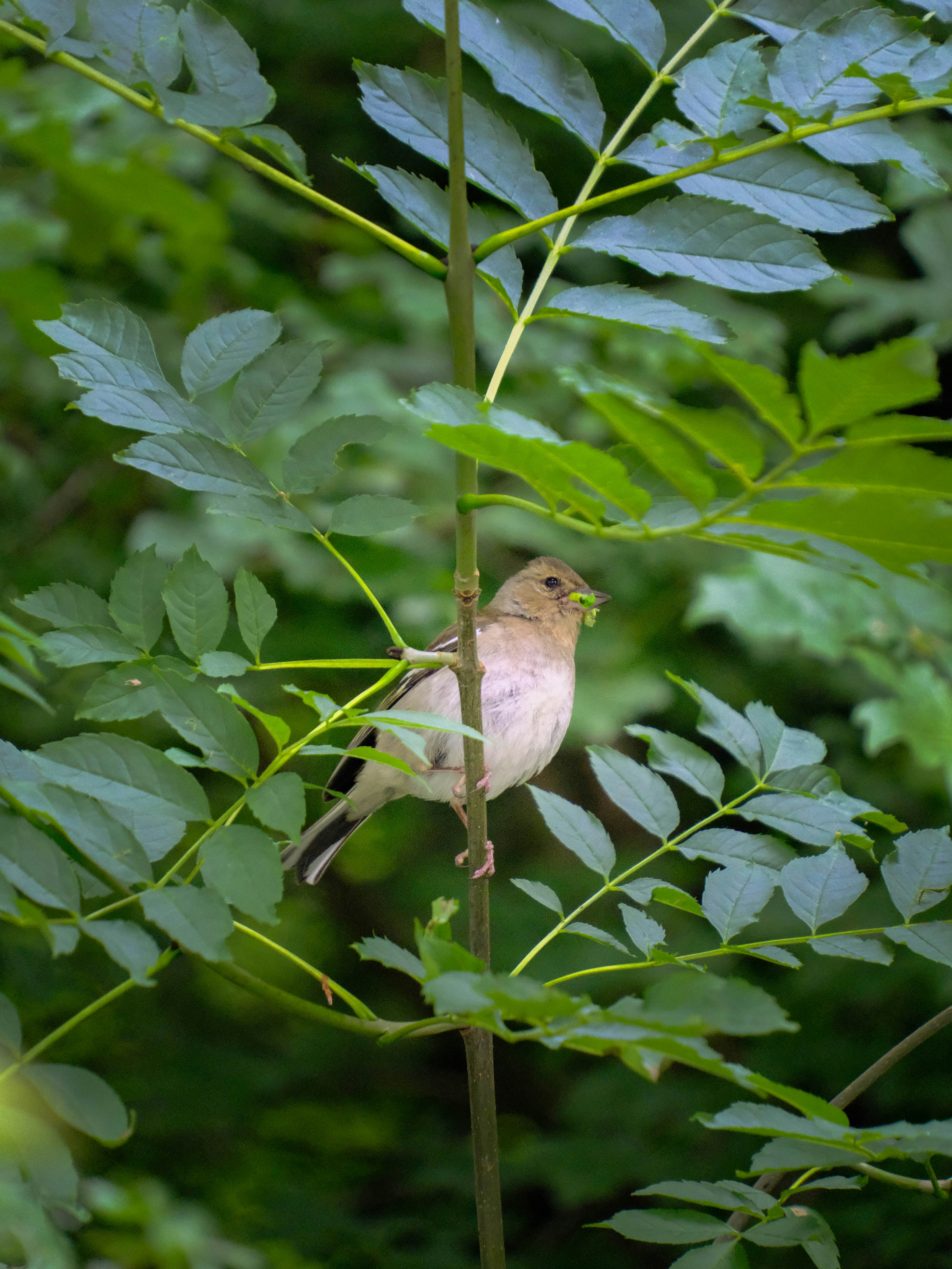 A Songstem Stare: Small Bird Among Green Veins