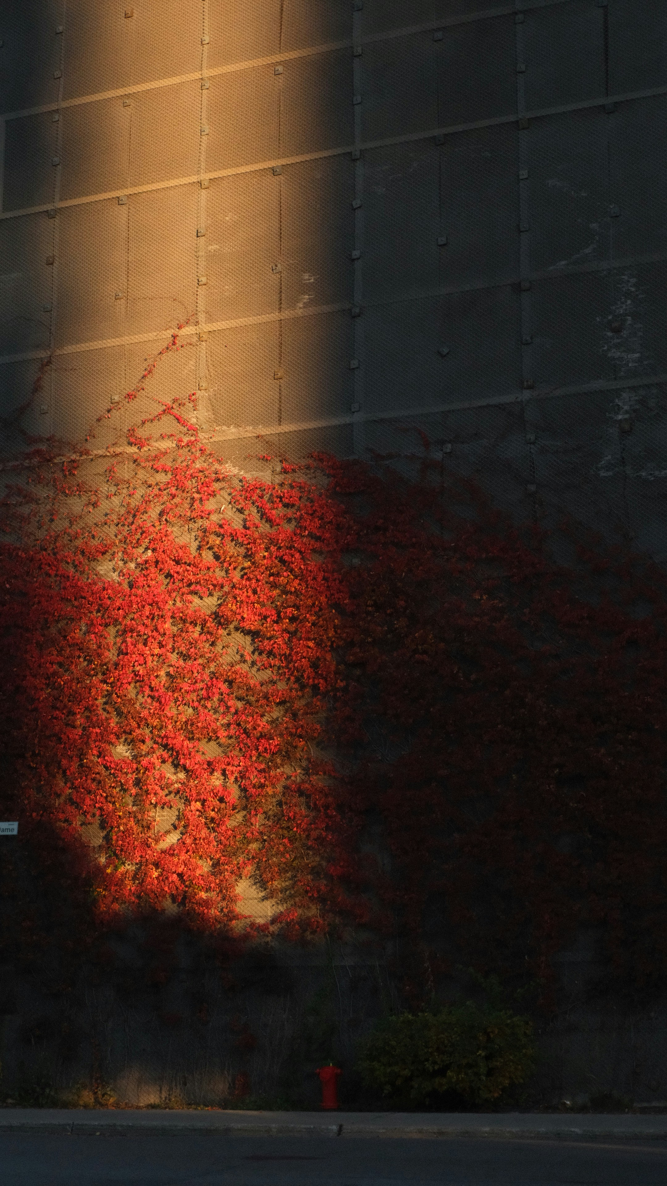 Sunlit crimson ivy climbs a dark, textured wall, with a shadowed sidewalk at its base and a small red fire hydrant peeking through the foliage.