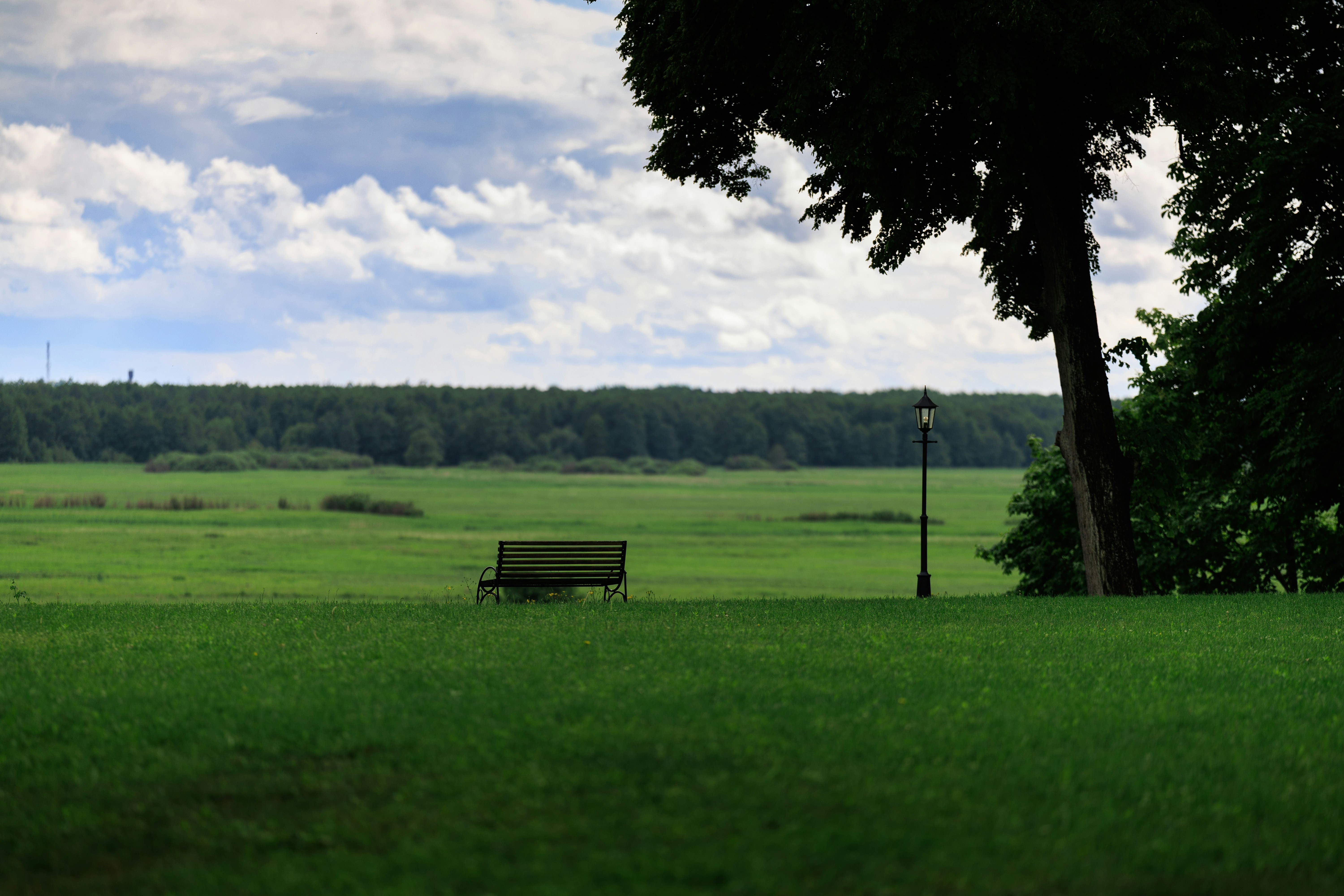 Solitary Bench Beneath a Wise Oak, Quiet Orchard of Grass