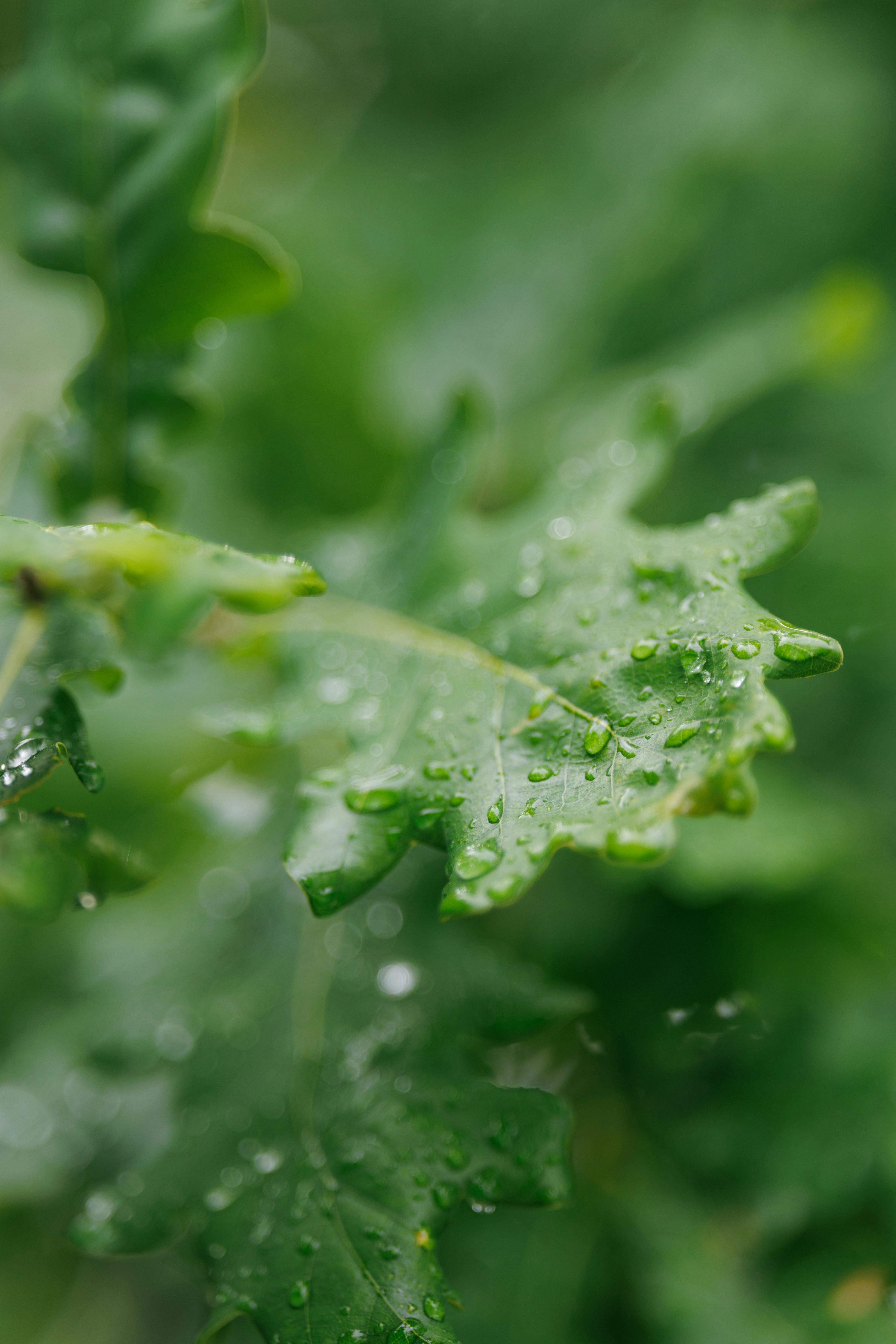 Dew-kissed Leaf in Soft Focus Garden