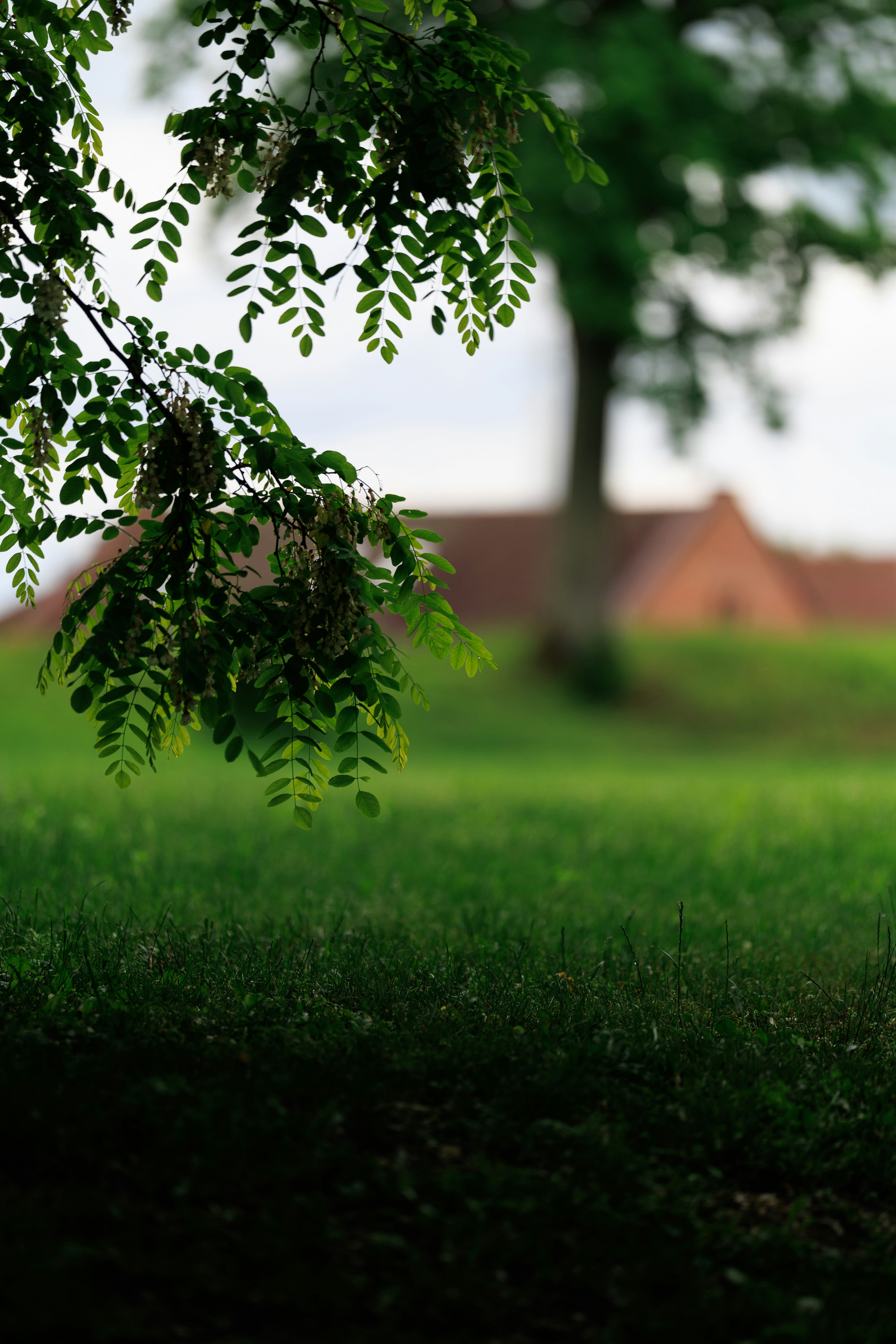 Overhanging Foliage Framing a Quiet Park