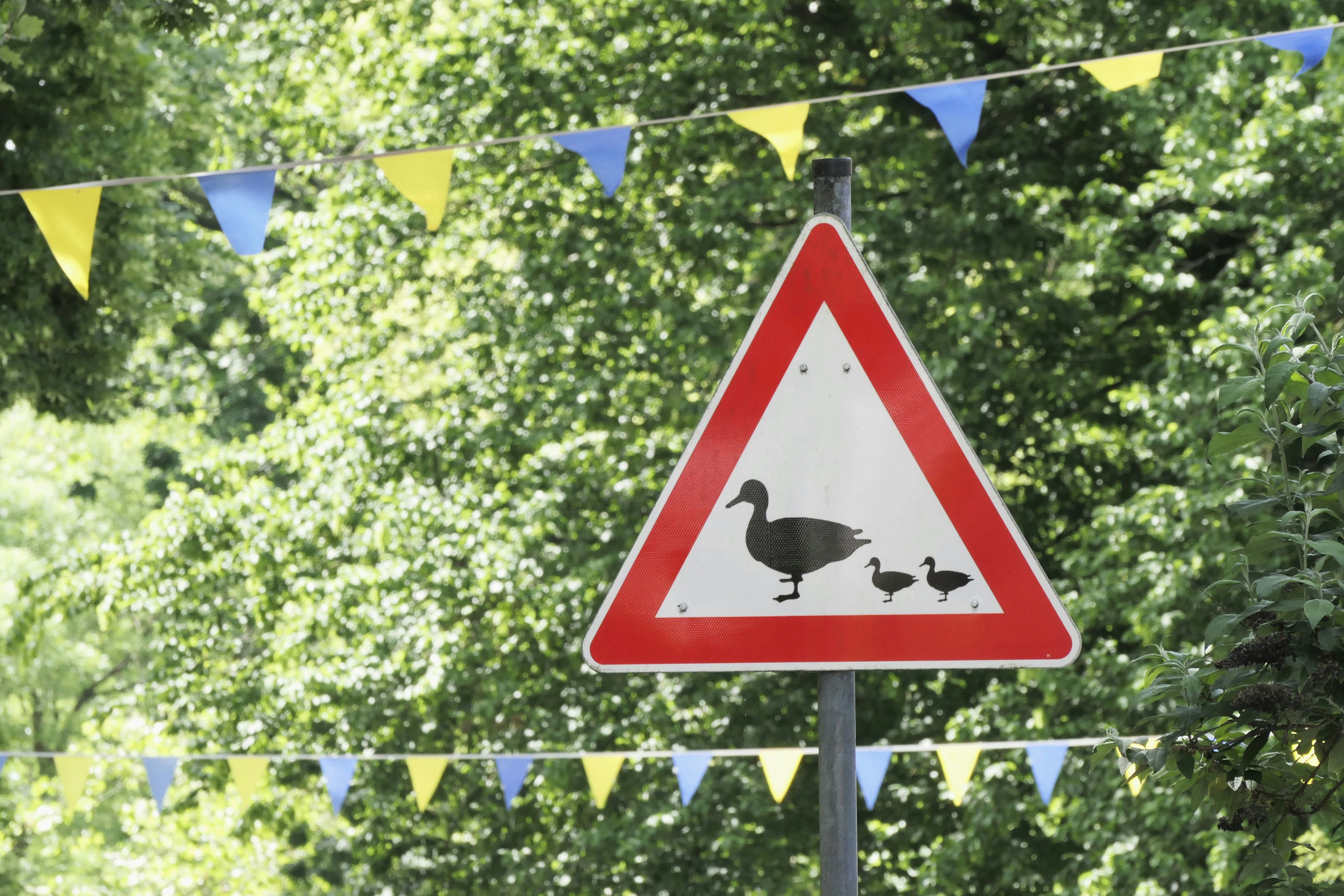 Duck Crossing Warning Under Dappled Shade