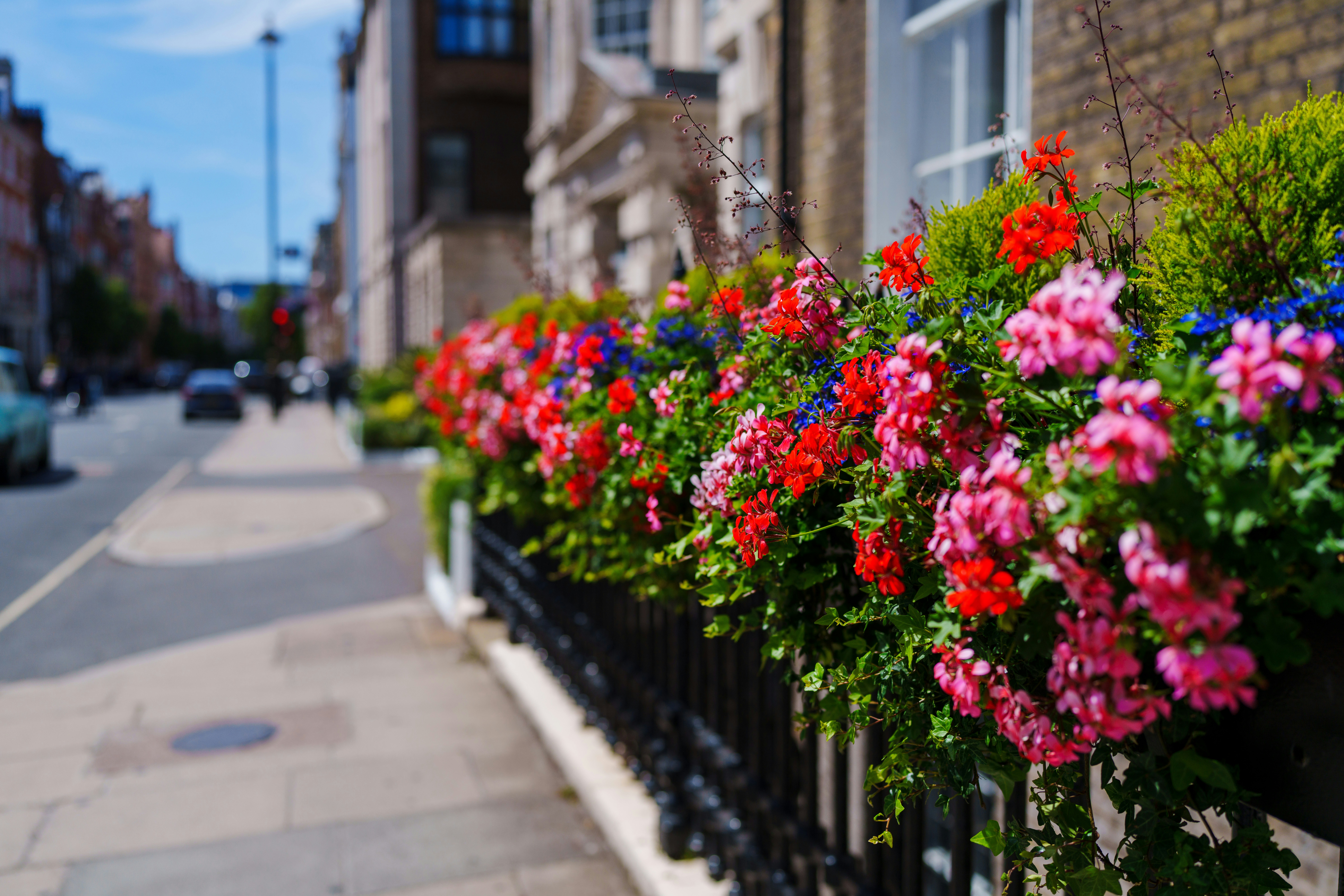 Vibrant flowers in window boxes line a city street.