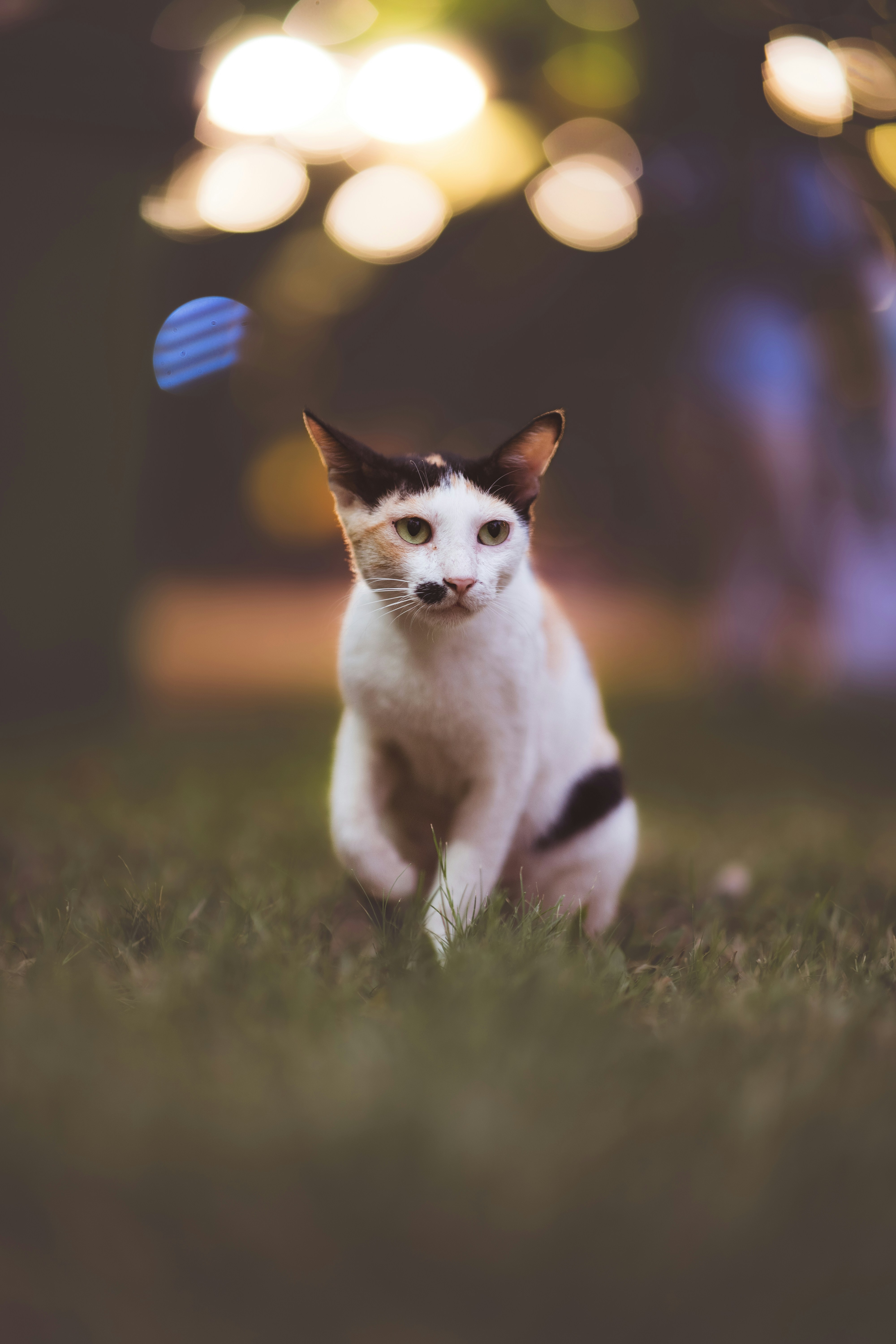 Midnight Lawn: A Curious Cat in Soft Neon Glow