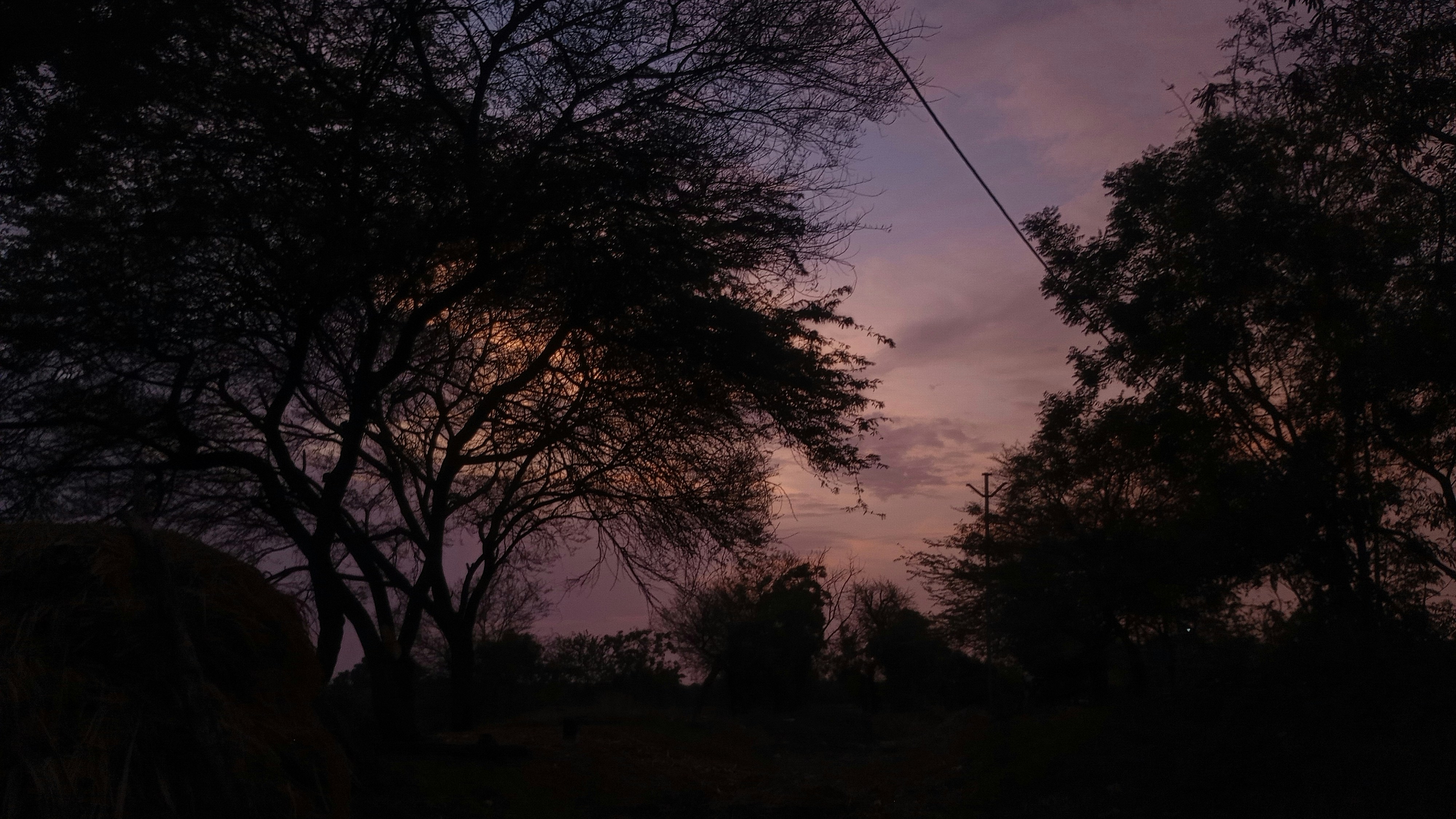 Twilight Quiet: Silhouetted Trees Against a Dim Evening Sky