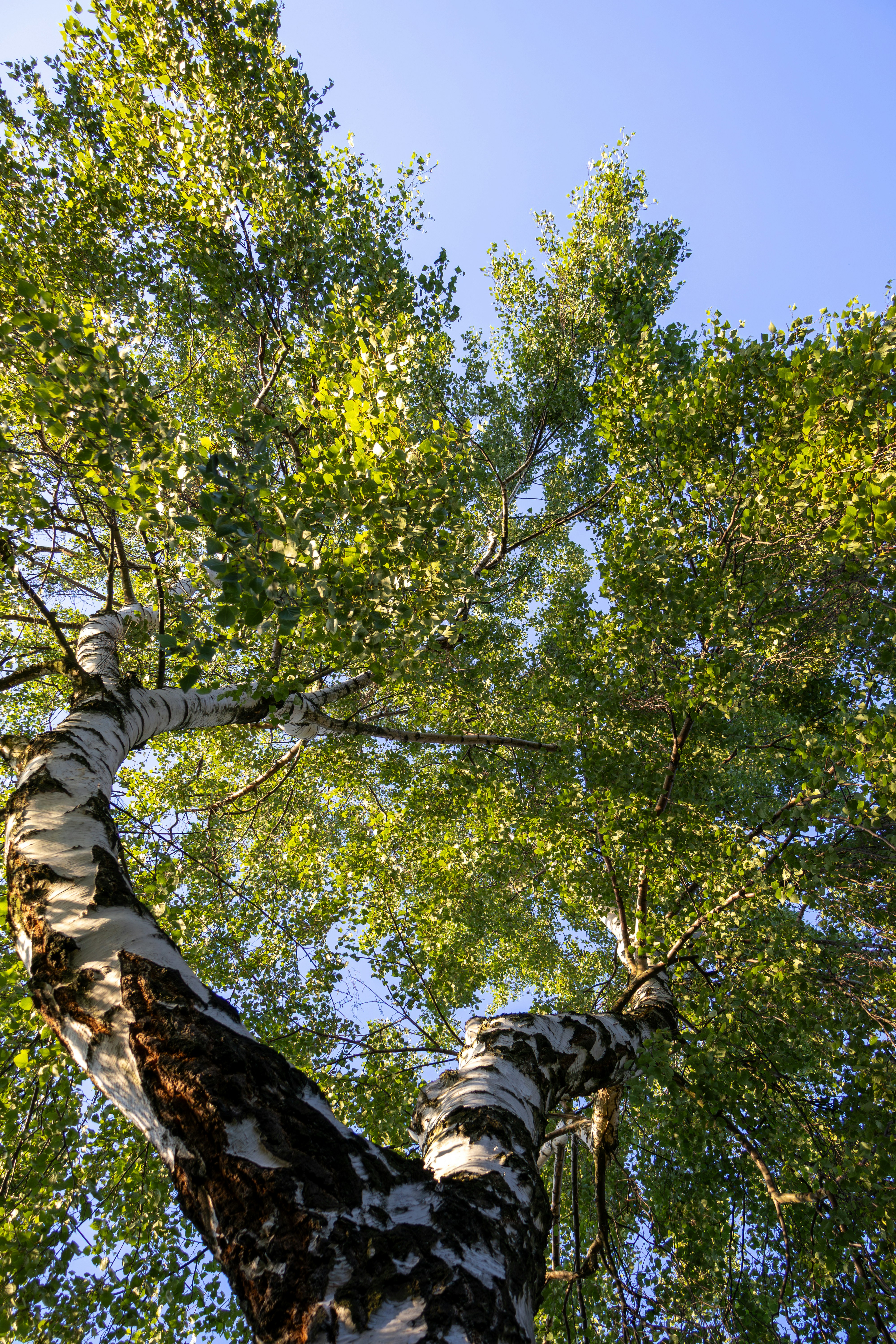 Skyward Birch: Sunlit Canopy Reaching Toward Blue