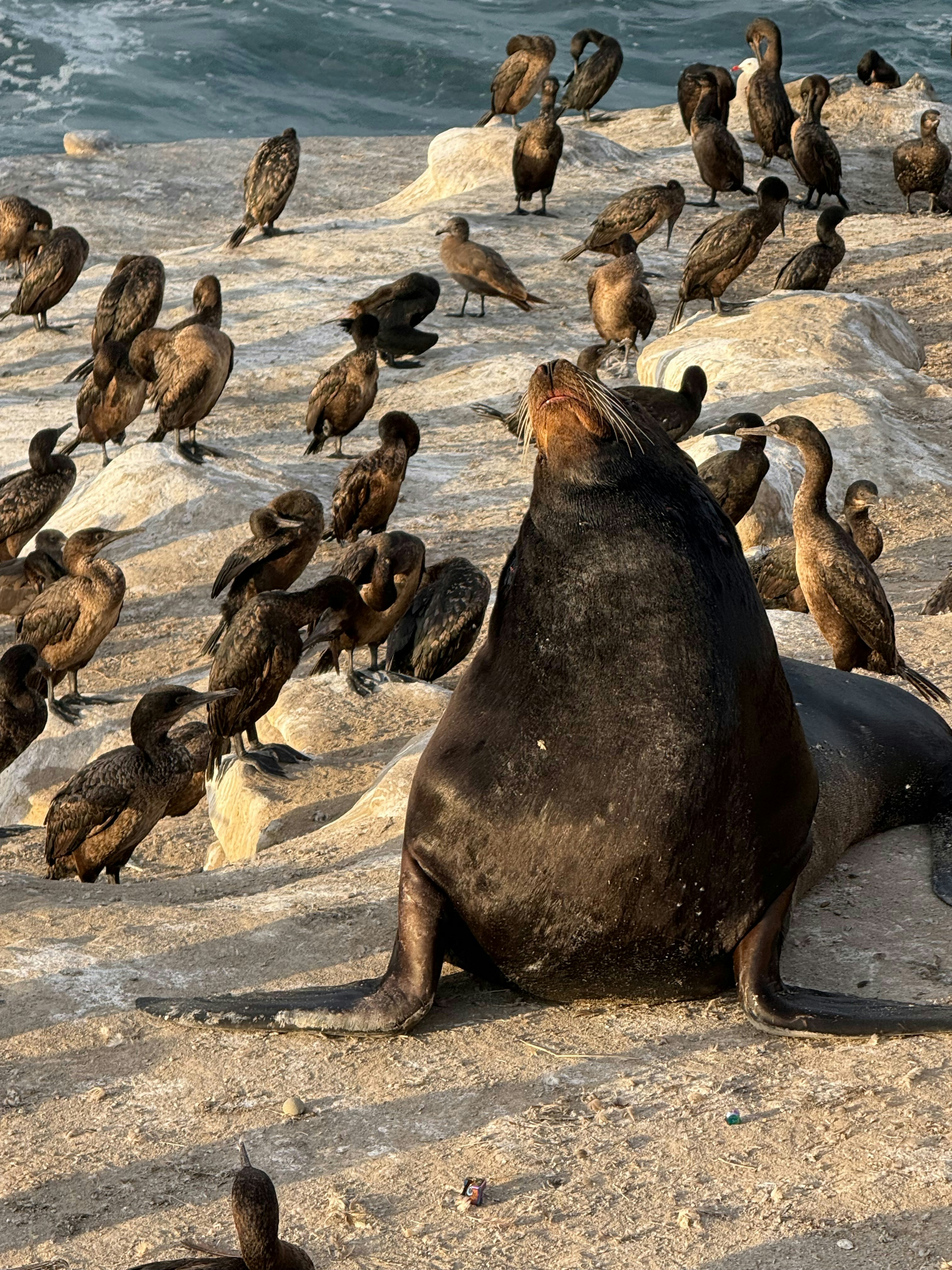Sea Lions’ Nook: A Sunlit Terrace of Wildlife