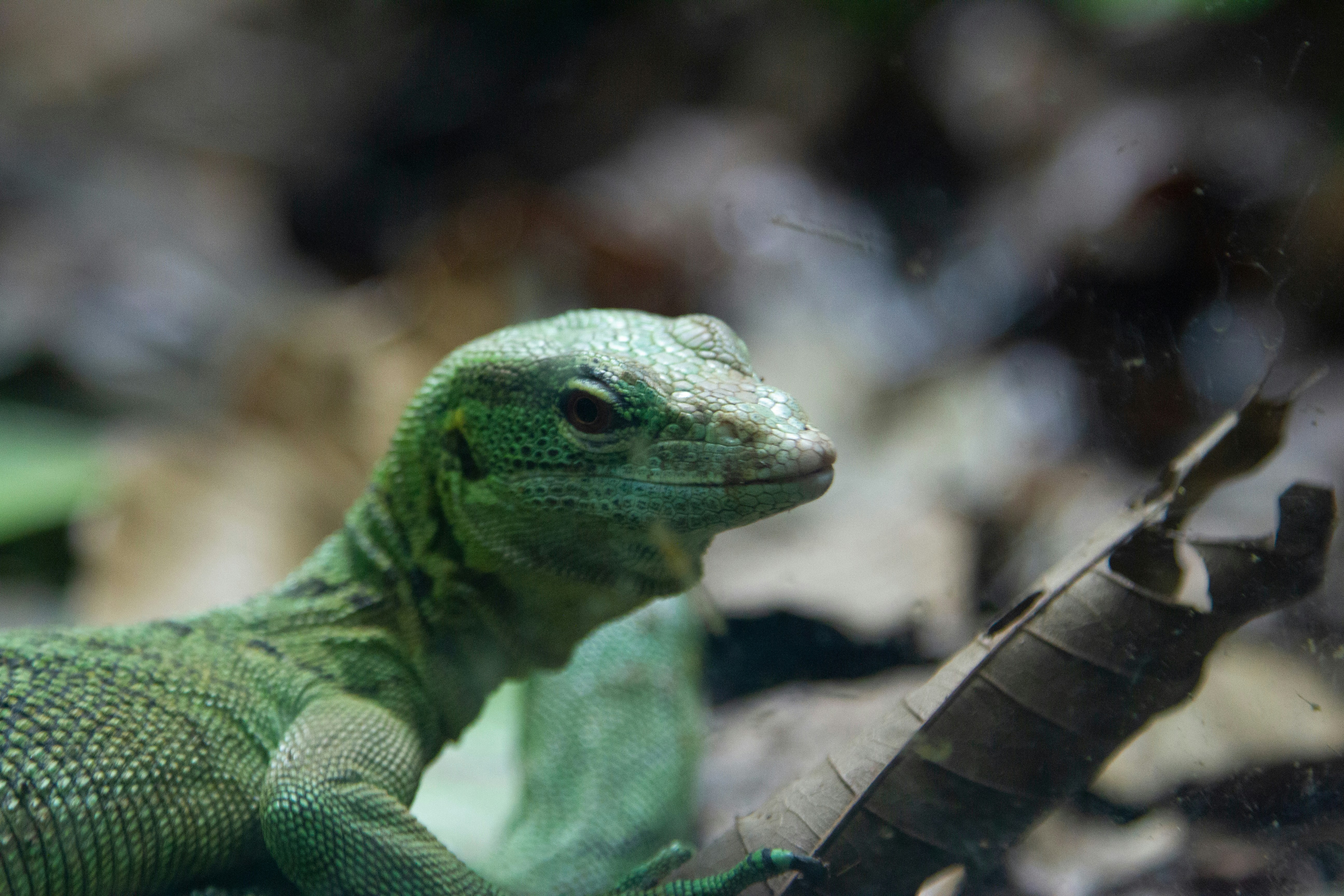 Emerald Lizard Stare: Close-Up of a Green Gecko in Natural Dappled Light